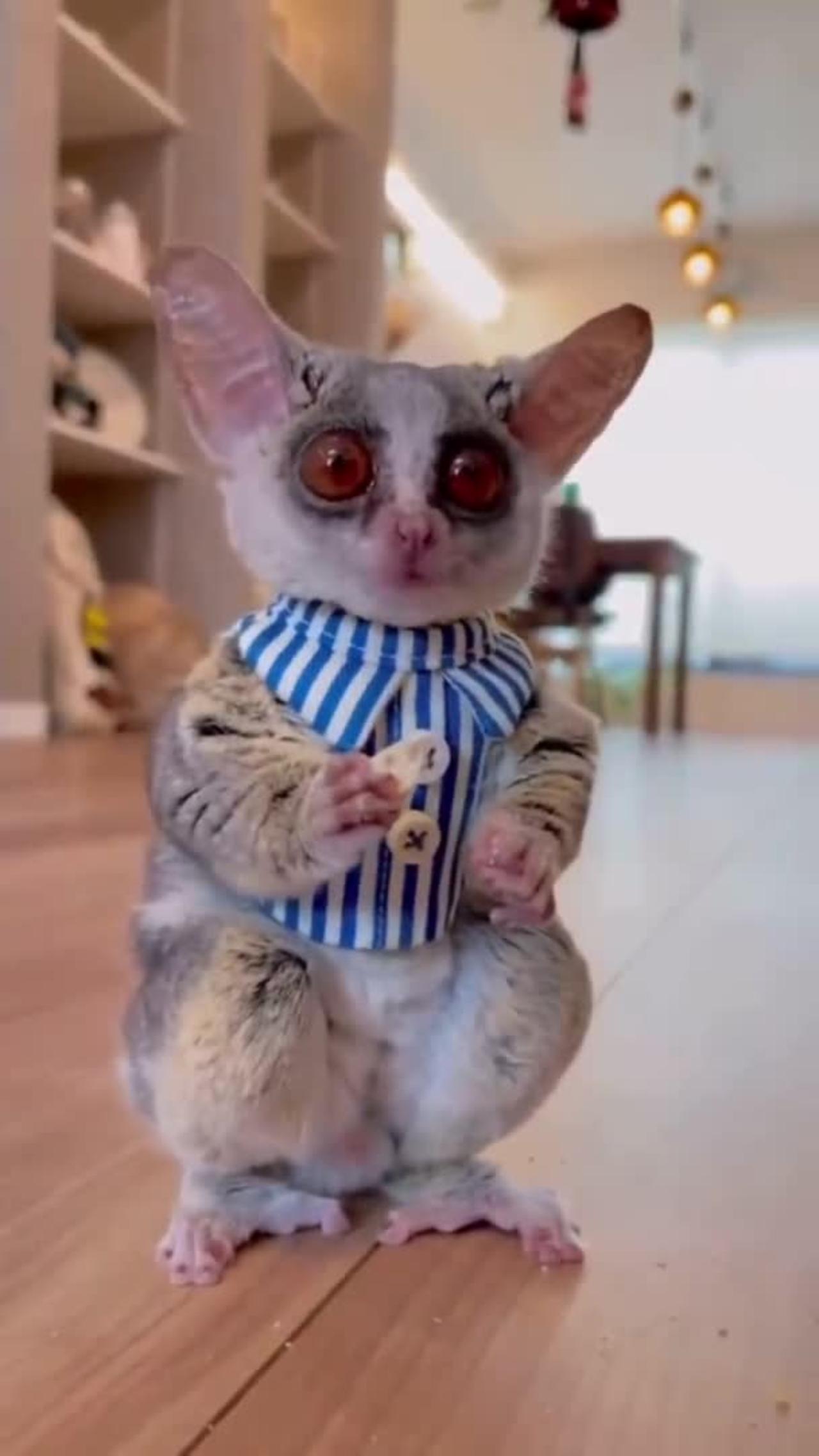 Funniest animal videos of the year - One News Page VIDEO