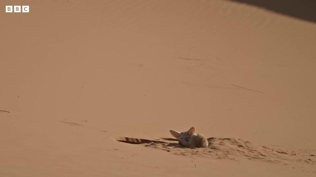 World's Smallest Wild Dog | Dogs in the - One News Page VIDEO