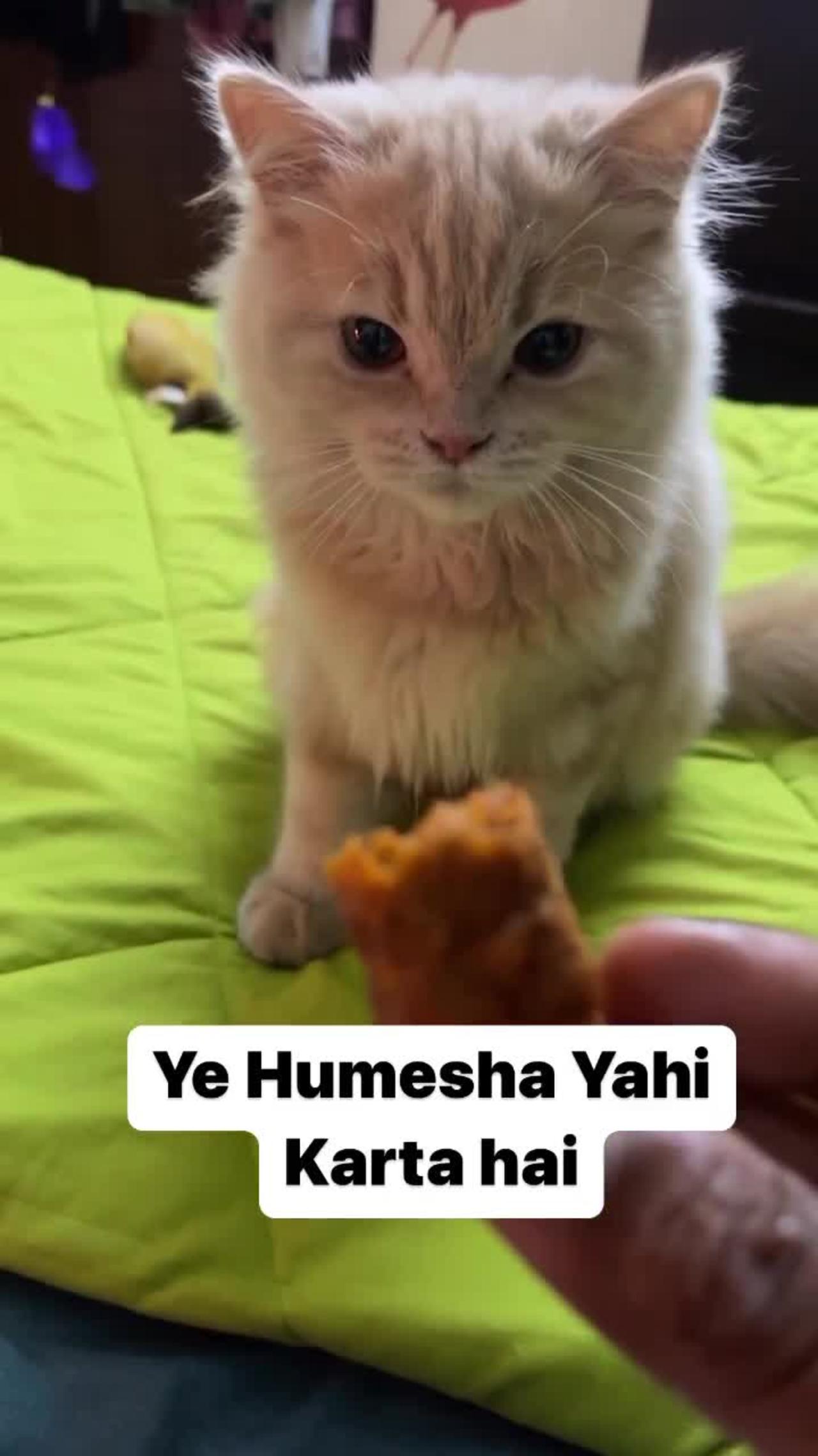 Talk to cat - One News Page VIDEO