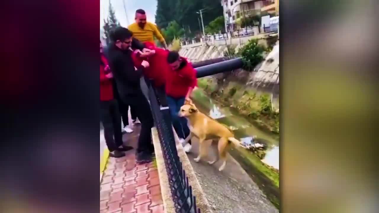 30 Animals That Asked People For Help & - One News Page VIDEO