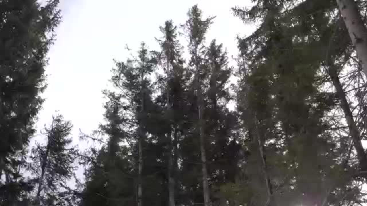 Howling Wind - One News Page VIDEO