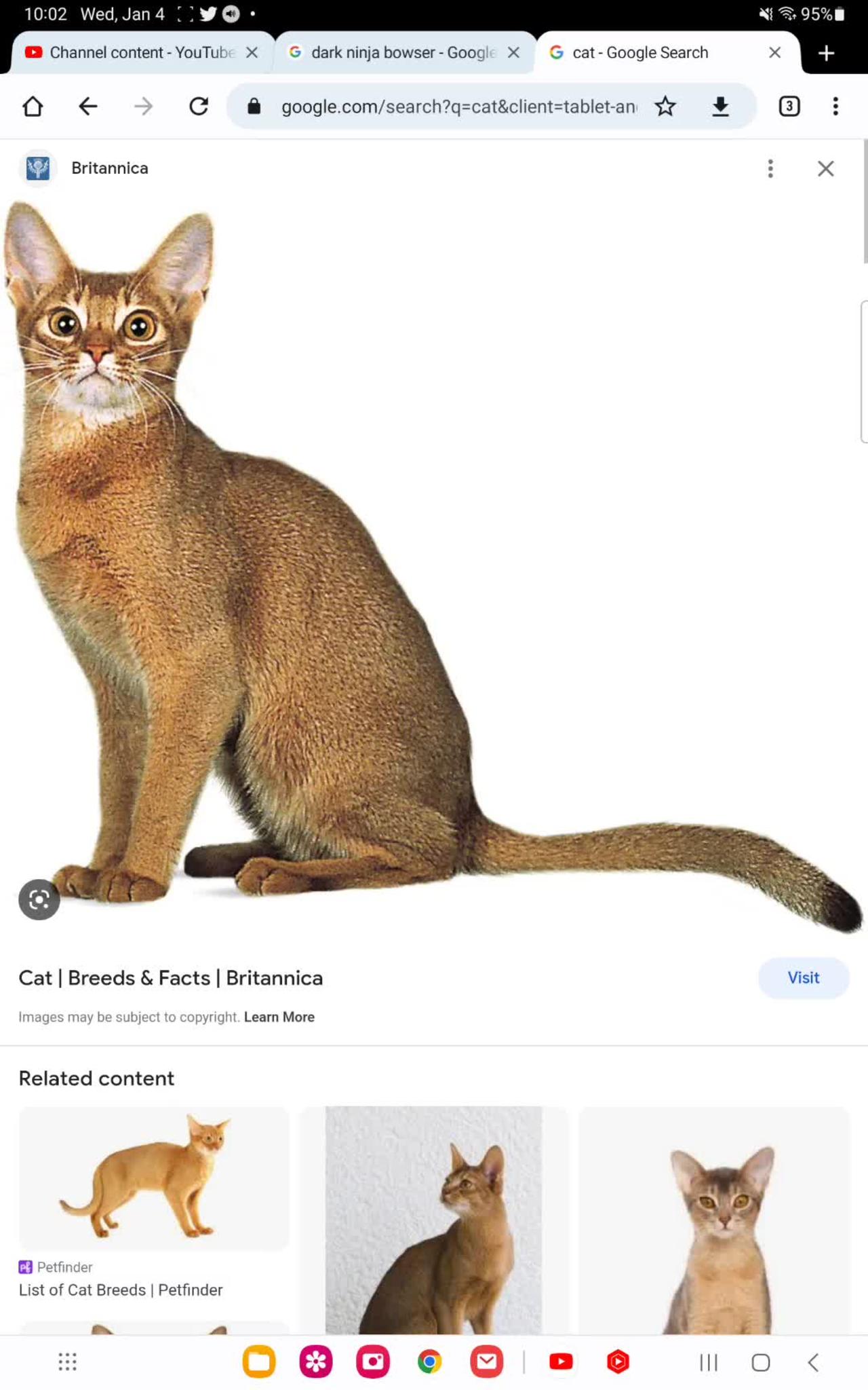 Dark bowling bowser scares the neighbors cat and - One News Page VIDEO