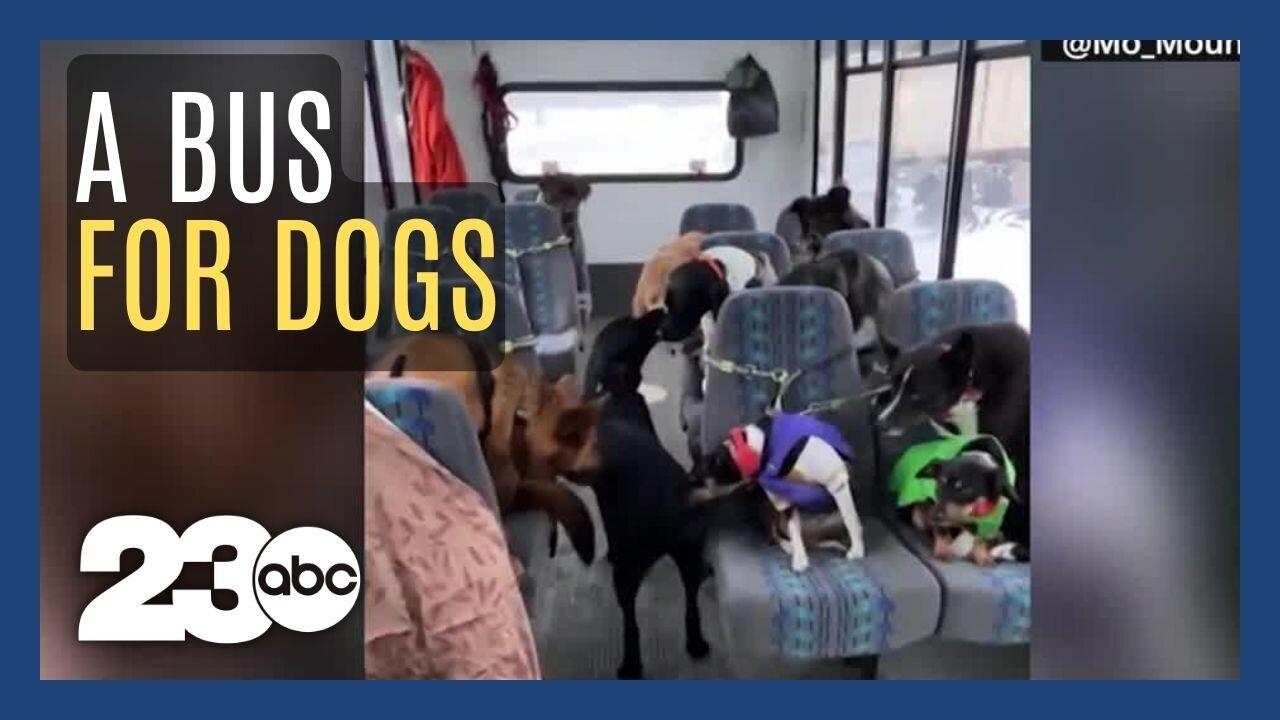 All aboard the Doggie Bus! - One News Page VIDEO