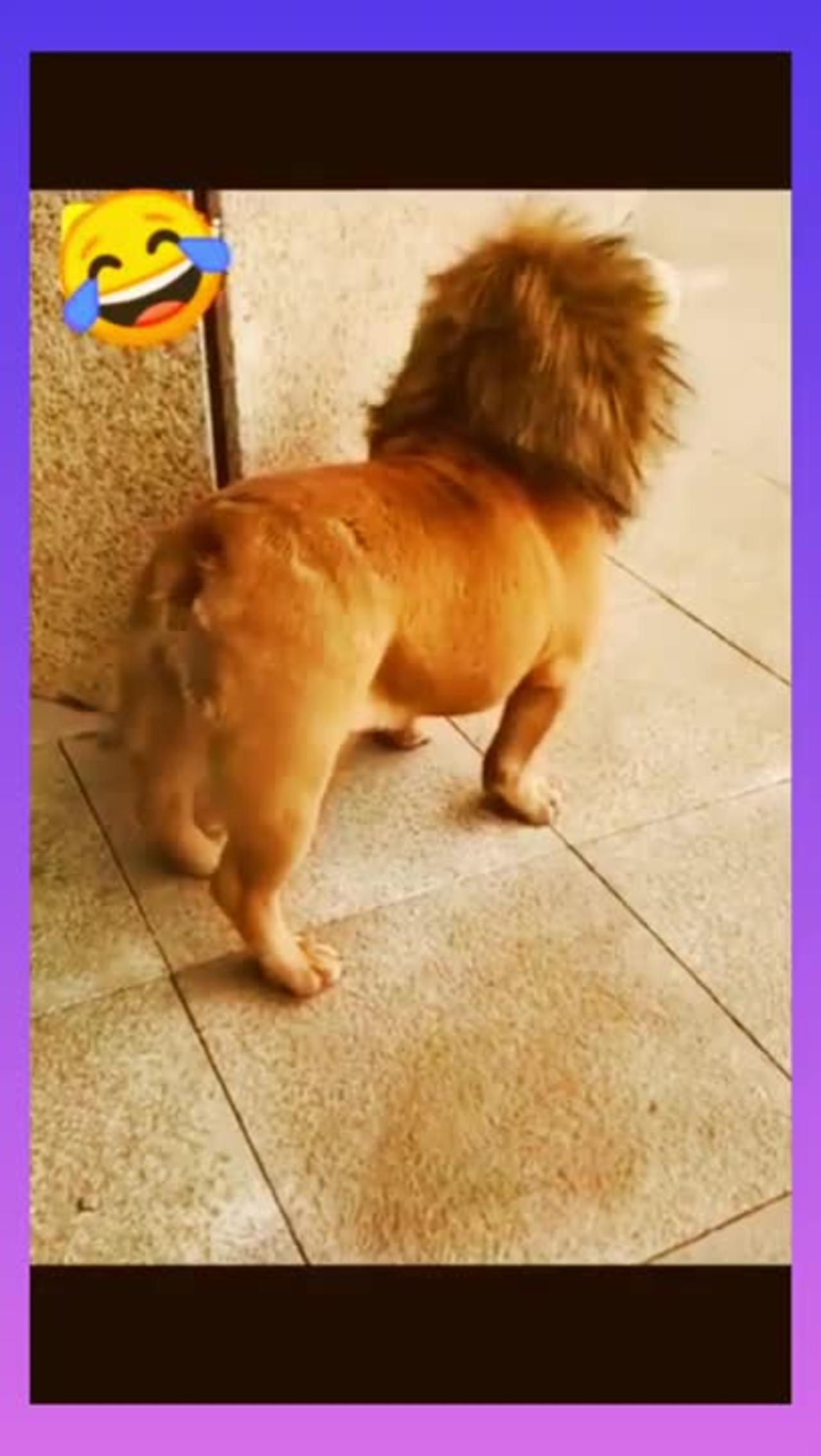 Viral reel - Best funny video - One News Page VIDEO