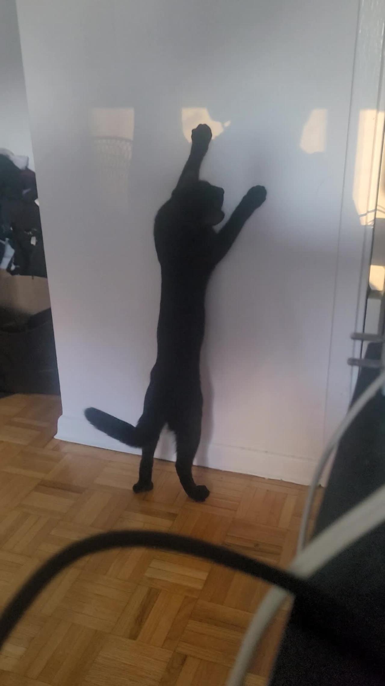 Cat VS Shadow - One News Page VIDEO