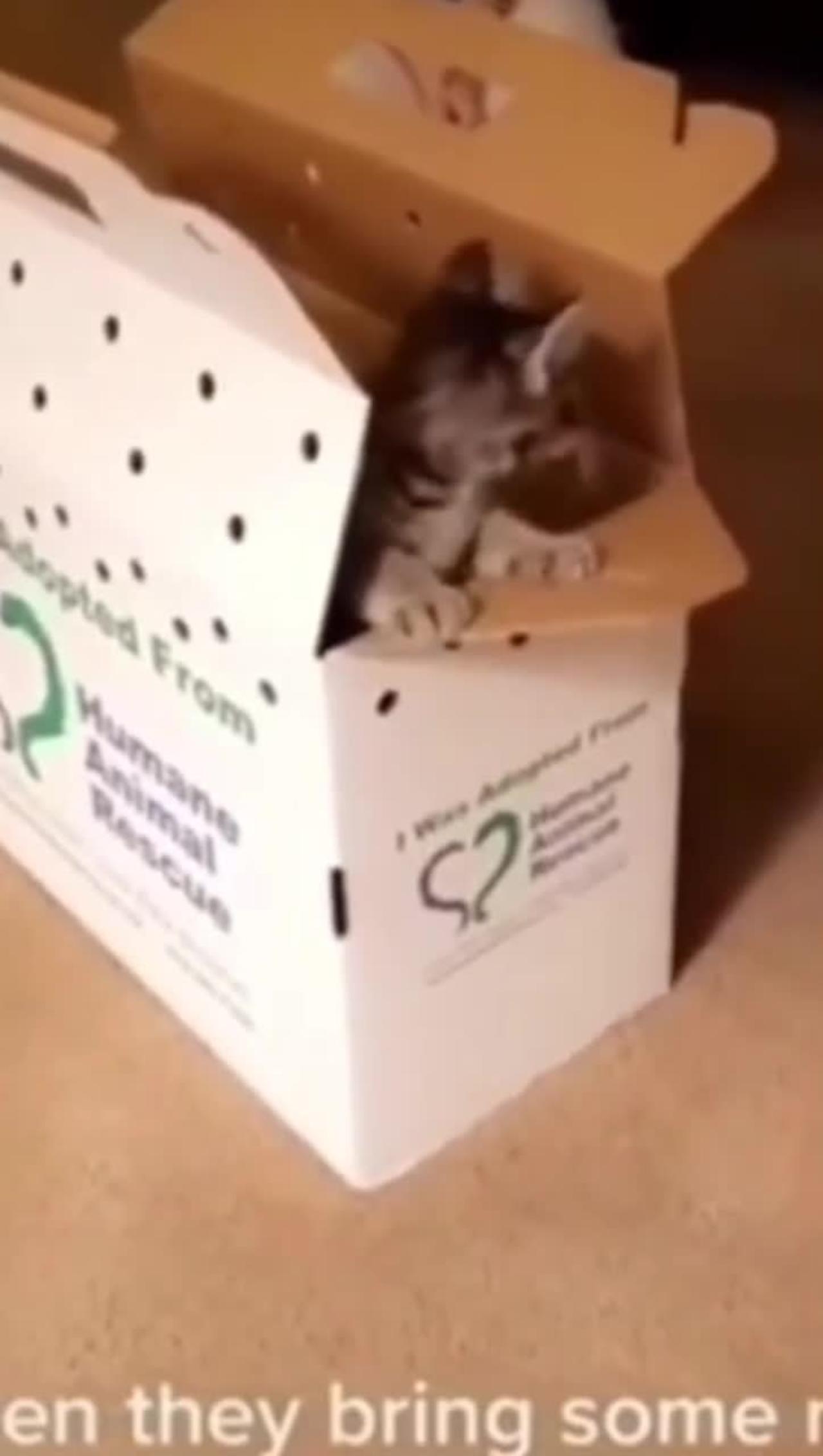 Funny dogs and cats reactions - One News Page VIDEO