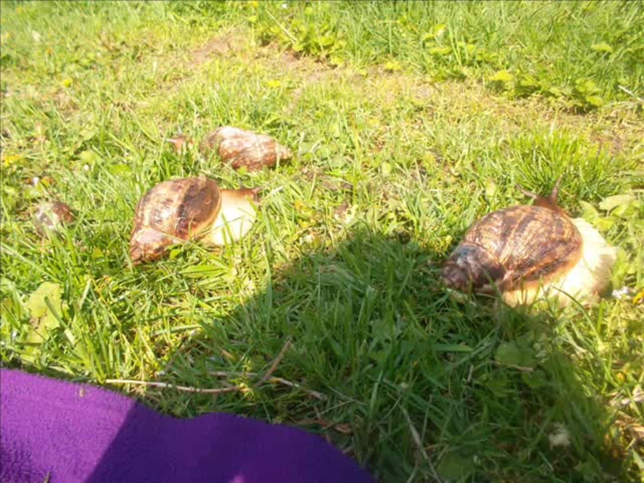 27. Gljiva Ludara - Djogani - One News Page VIDEO