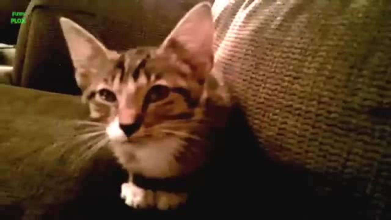 Funny Cats and Kittens Meowing Compilation - One News Page VIDEO