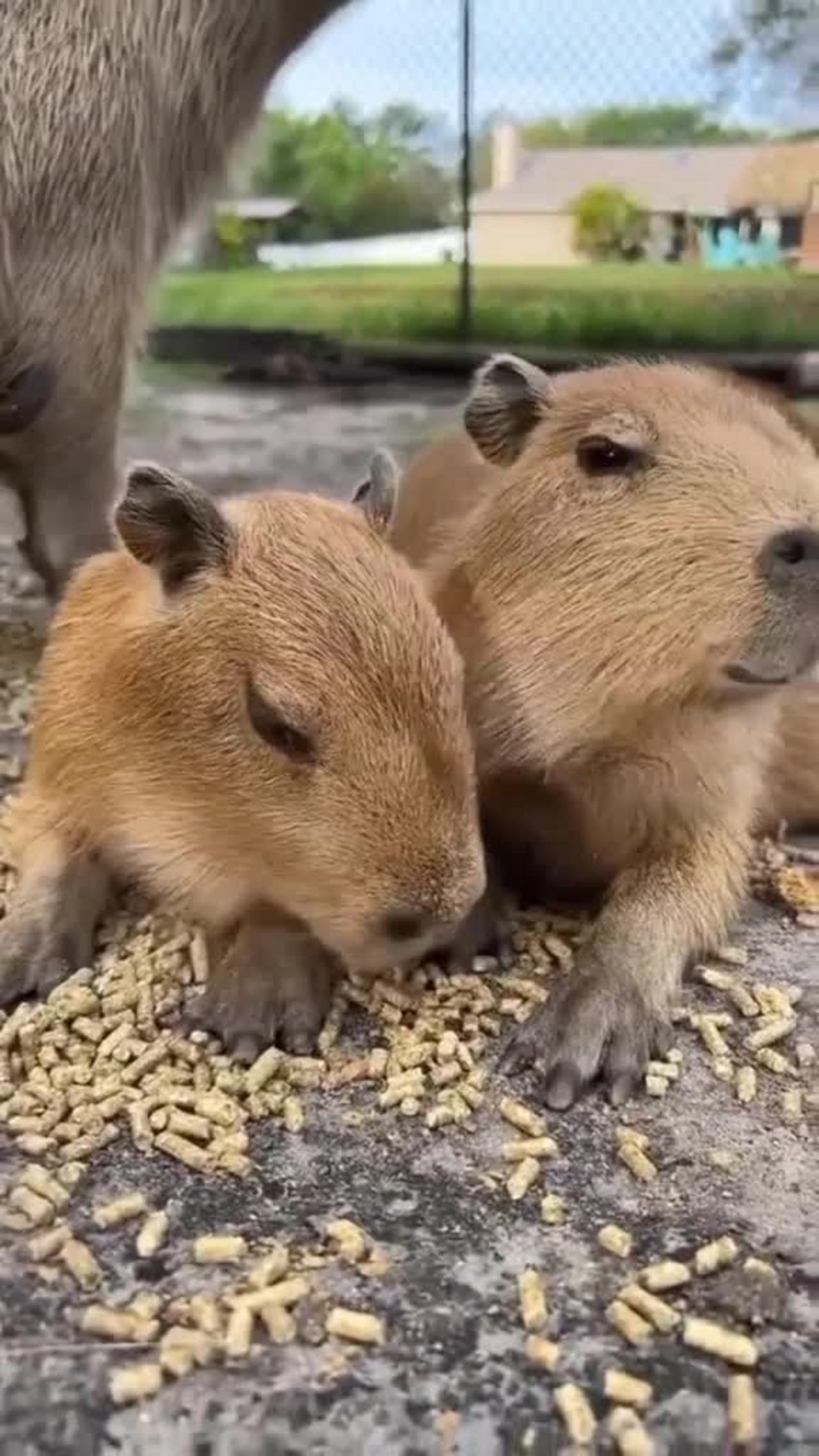 Little baby capybaras just chilling! - One News Page VIDEO