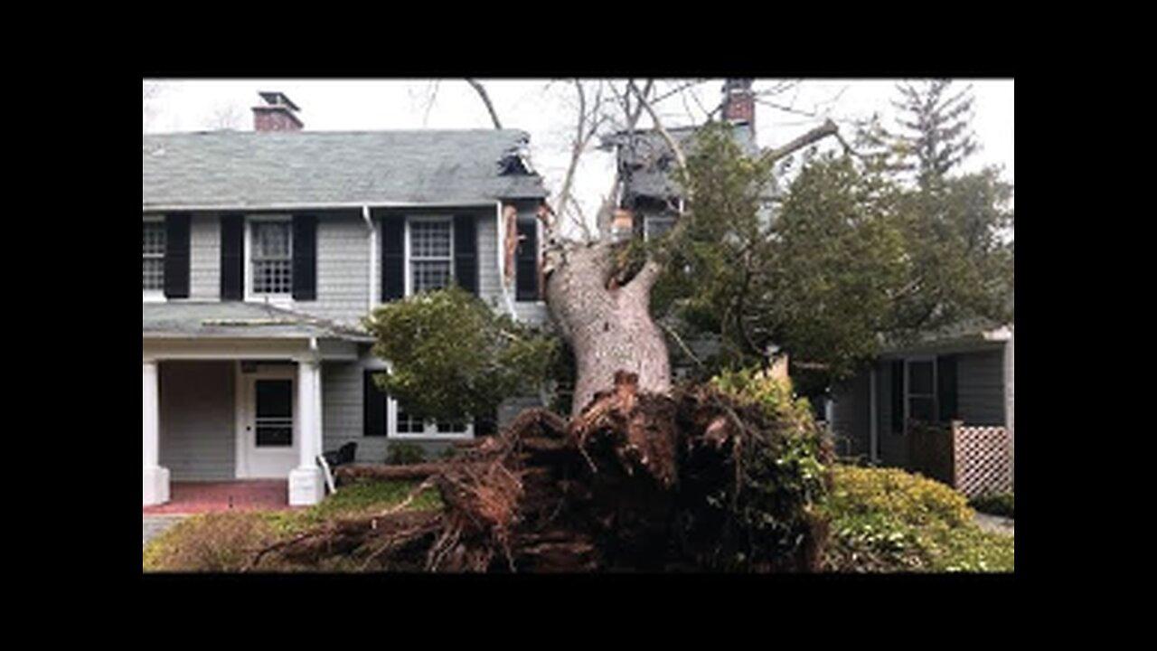 Dangerous Tree Falling On Houses-Cars - Idiot - One News Page VIDEO