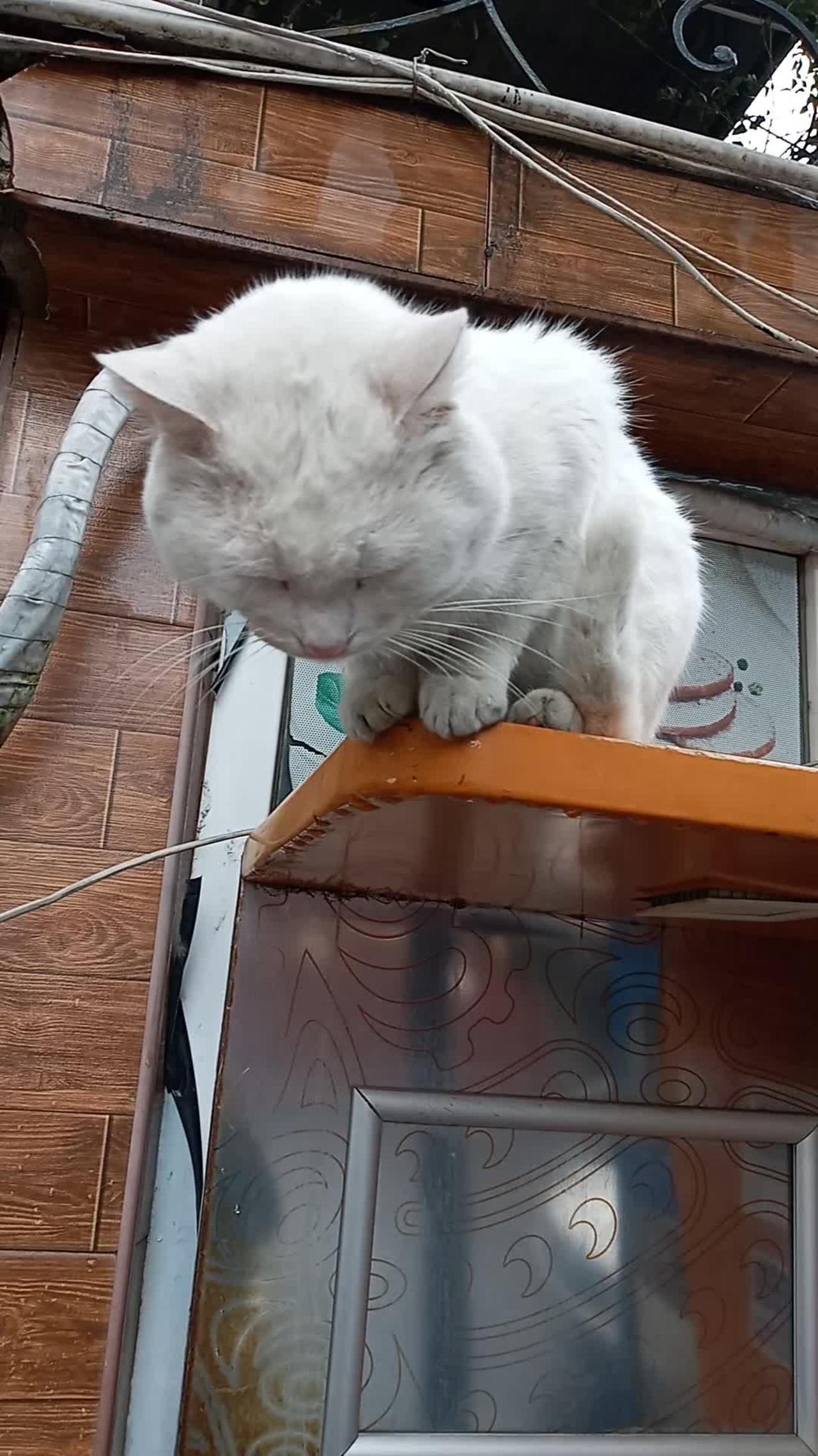 white cat meowing - One News Page VIDEO