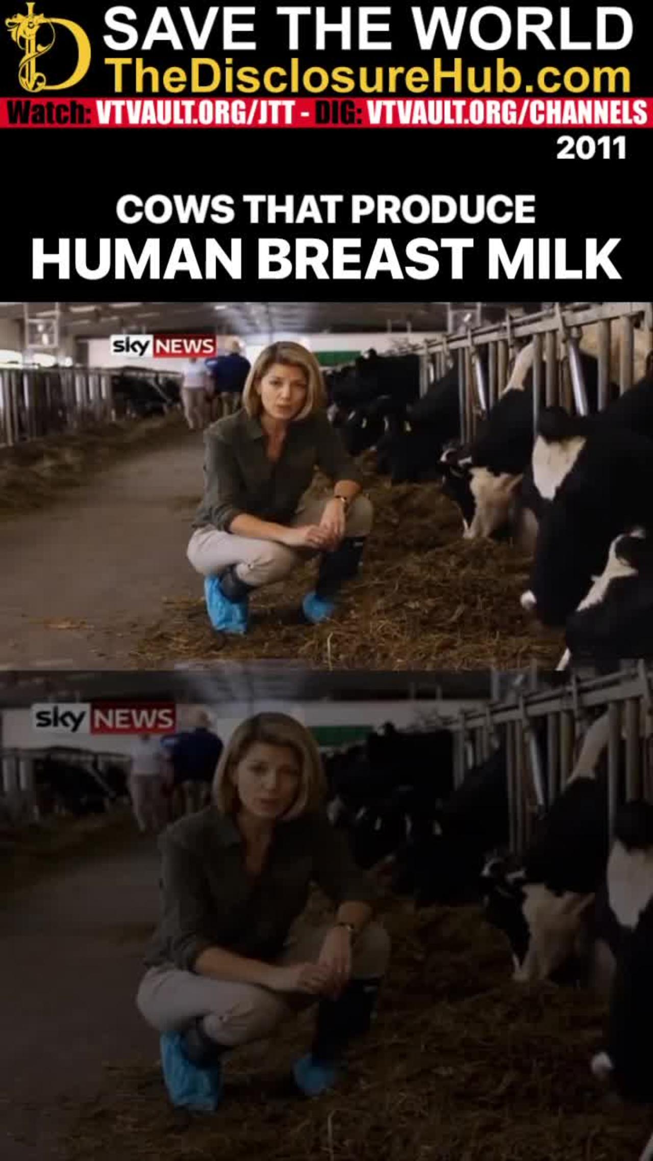 Cows That Produce Human Breast Milk One News Page Video