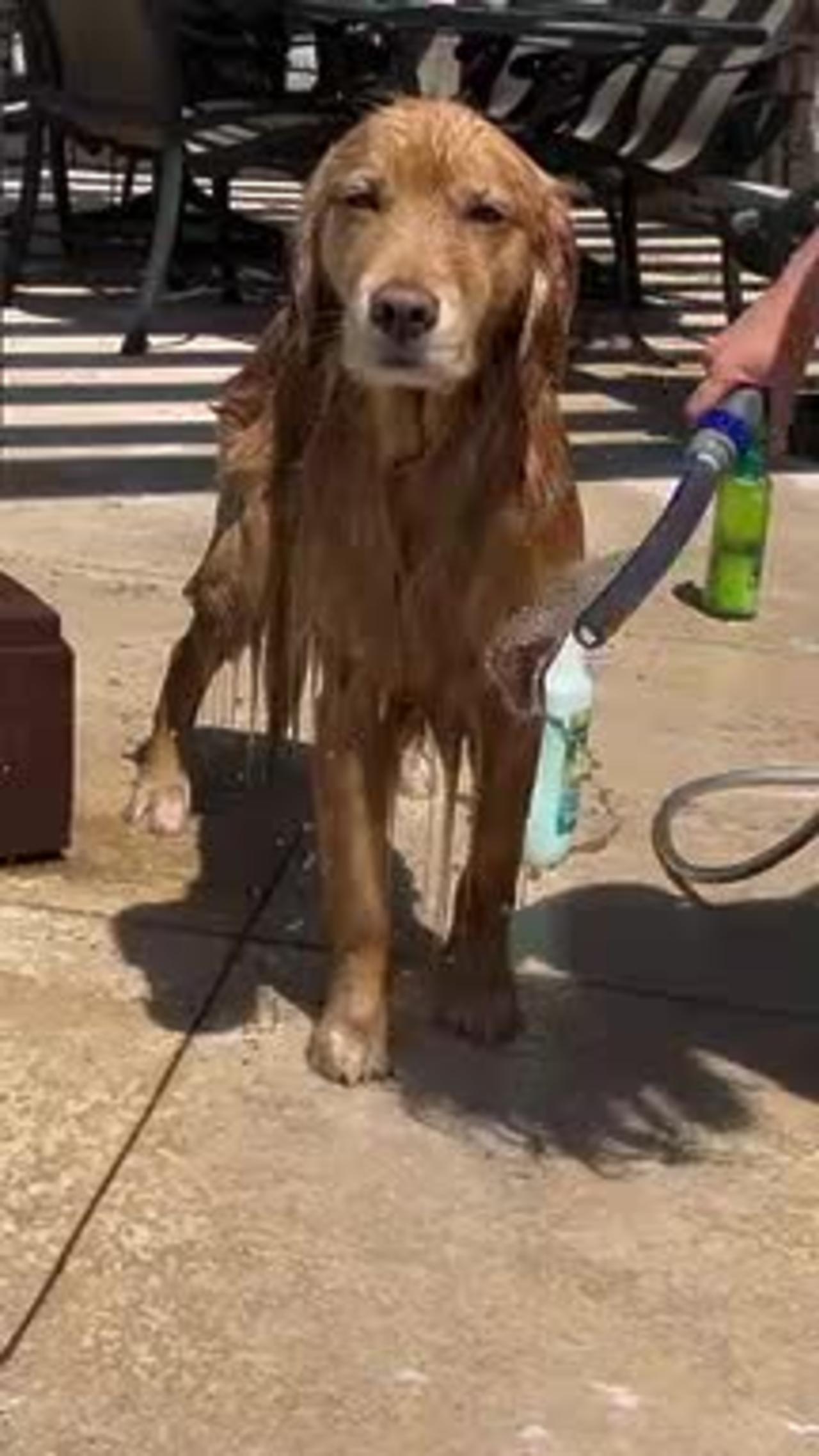 Golden Retriever Calmly Stands in Place During - One News Page VIDEO