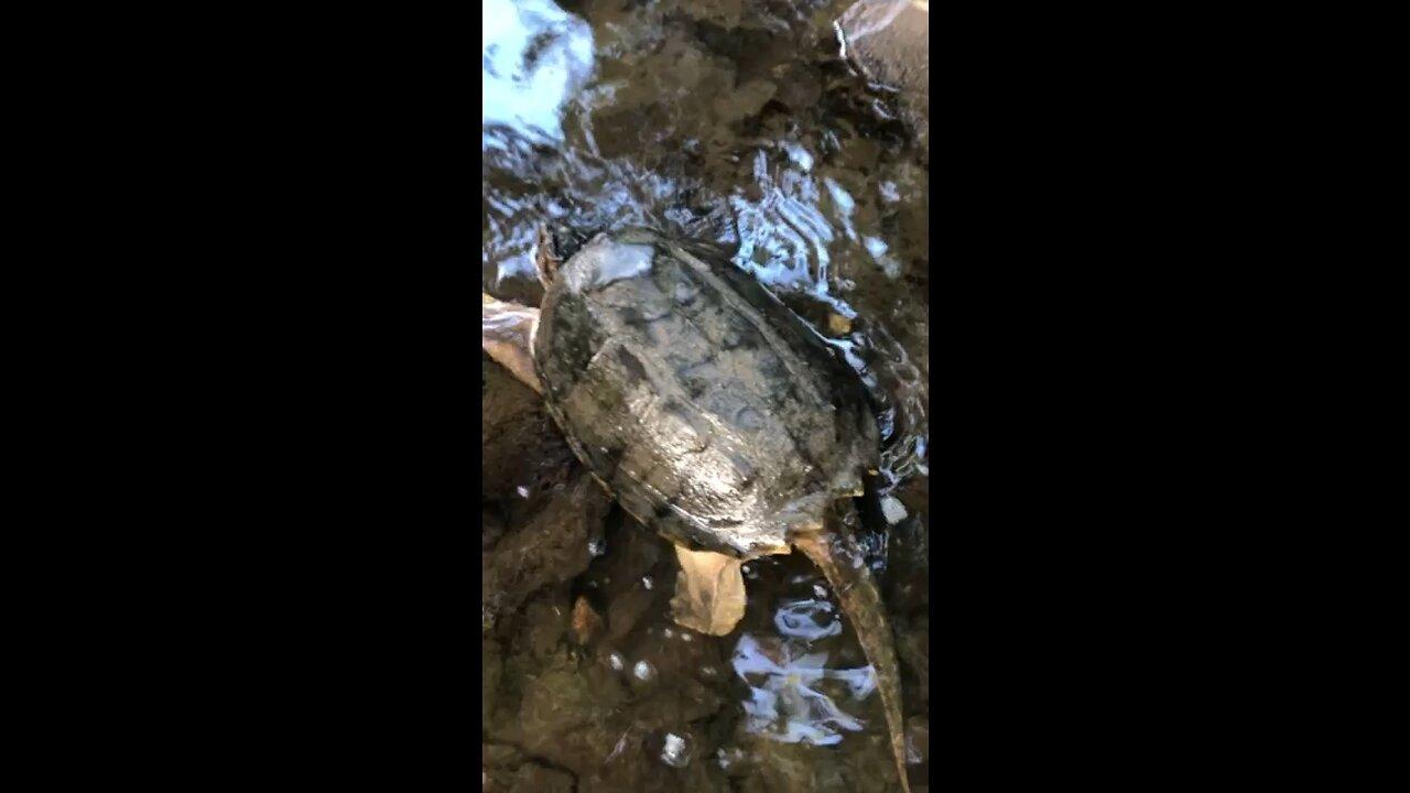 Dinosaur’ SNAPPING TURTLE - One News Page VIDEO