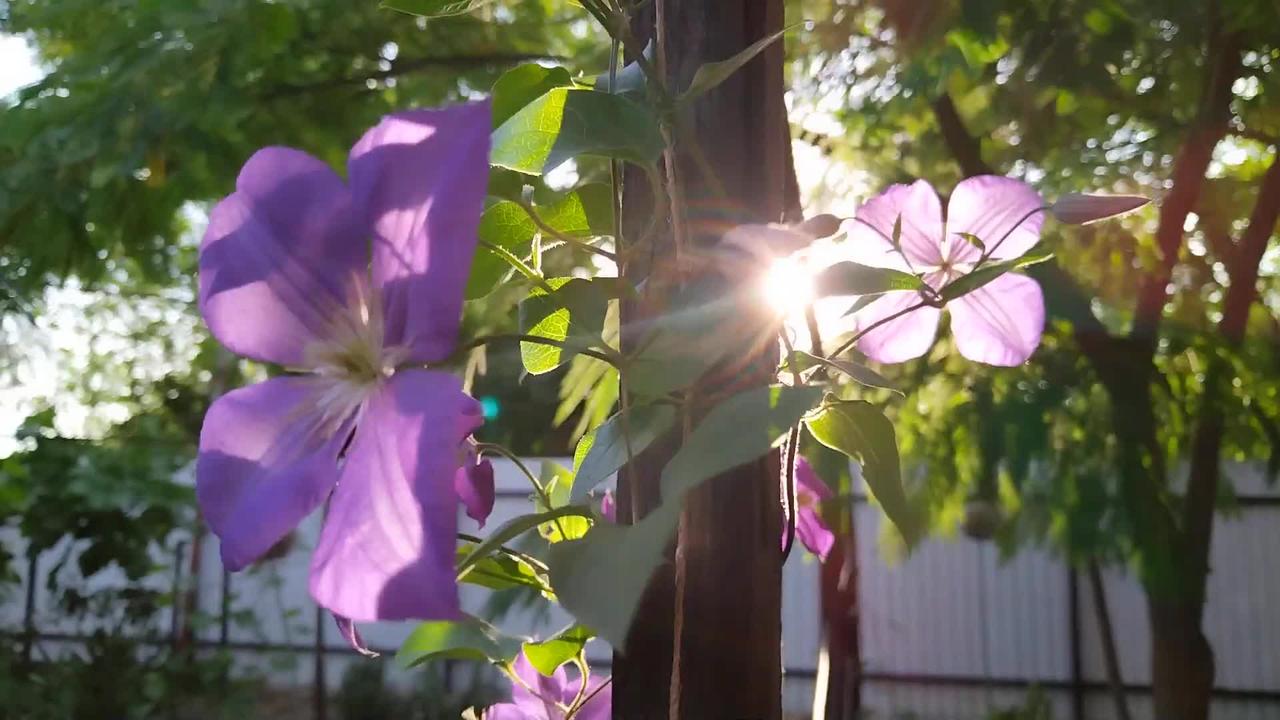 Virágok a tavaszi napsütésben Spring flowers - One News Page VIDEO