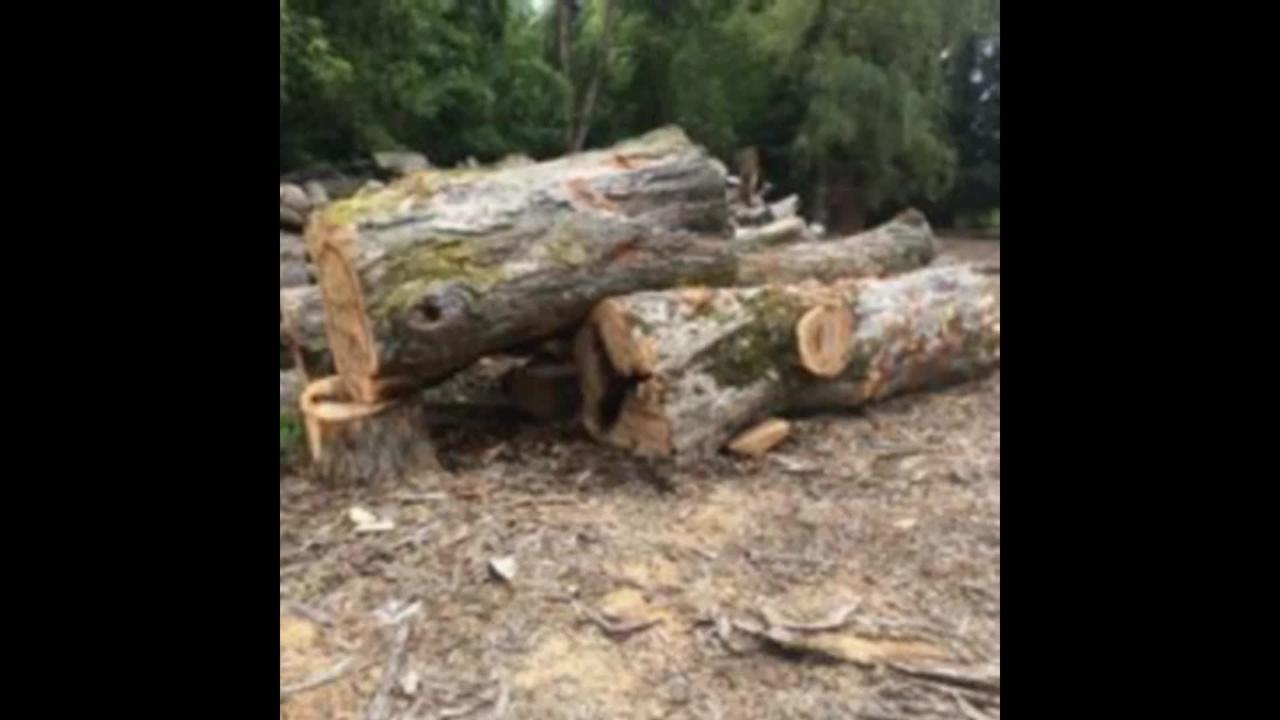 maple logs 5 foot across back in 2018 and i - One News Page VIDEO