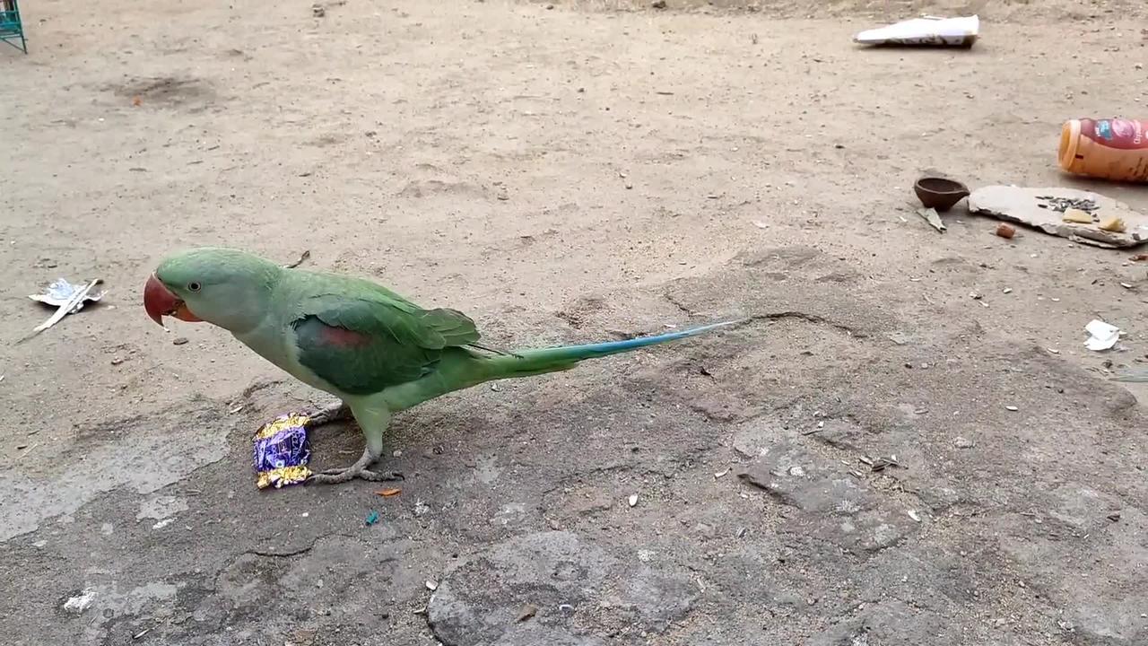 Parrot ki masti Batuni Tota Alexender parrot - One News Page VIDEO