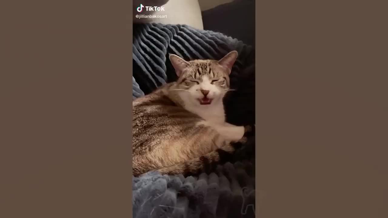 Cute Cats for When You are Stressed - One News Page VIDEO