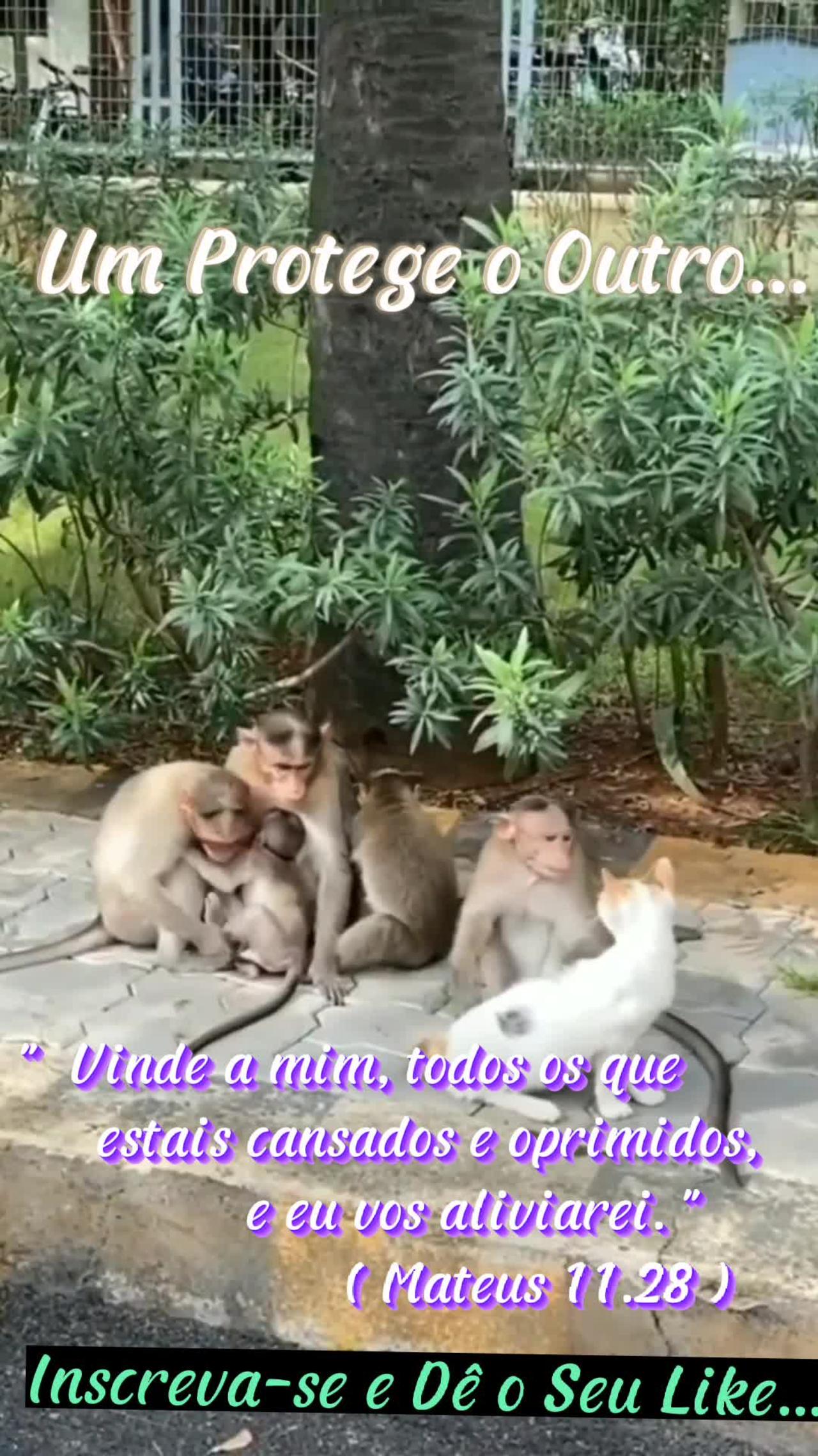 DEUS SALVE O BRASIL, DEUS SALVE O BRASIL... - One News Page VIDEO