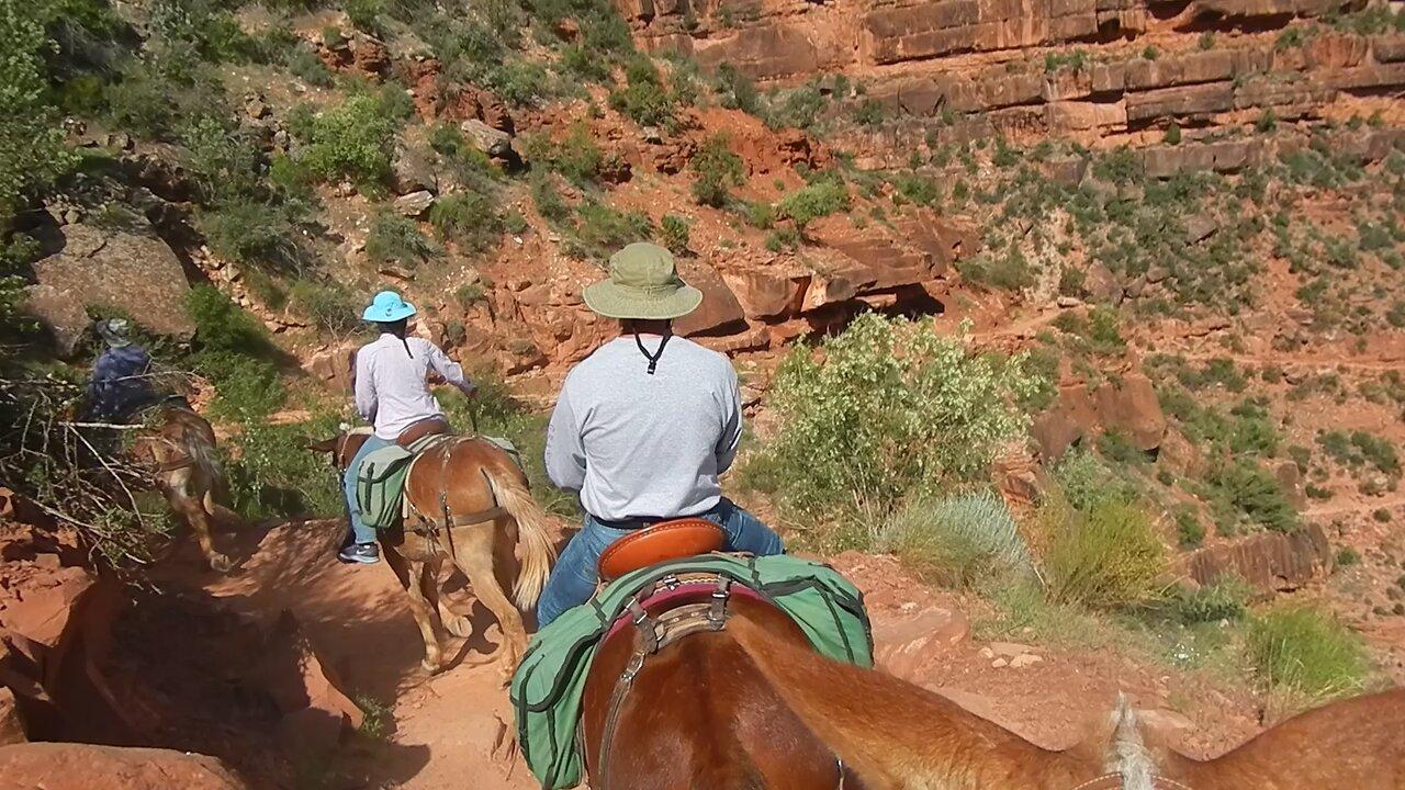 Mule ride in the Grand Canyon. - One News Page VIDEO