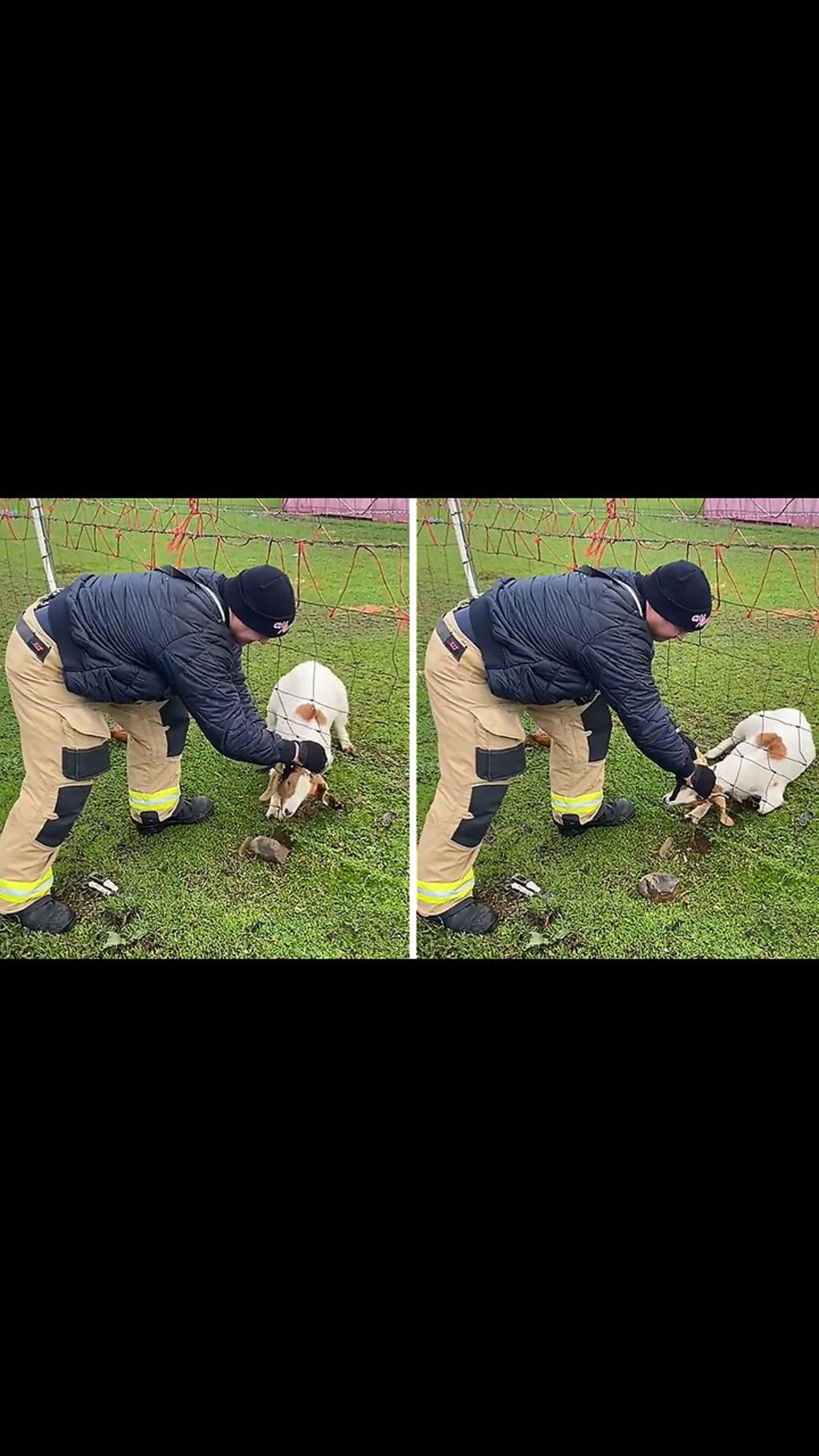 Firefighter rescues goat stuck in fence - One News Page VIDEO