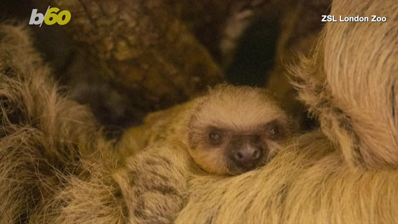 This Baby Sloth Will Melt Your Heart - One News Page VIDEO
