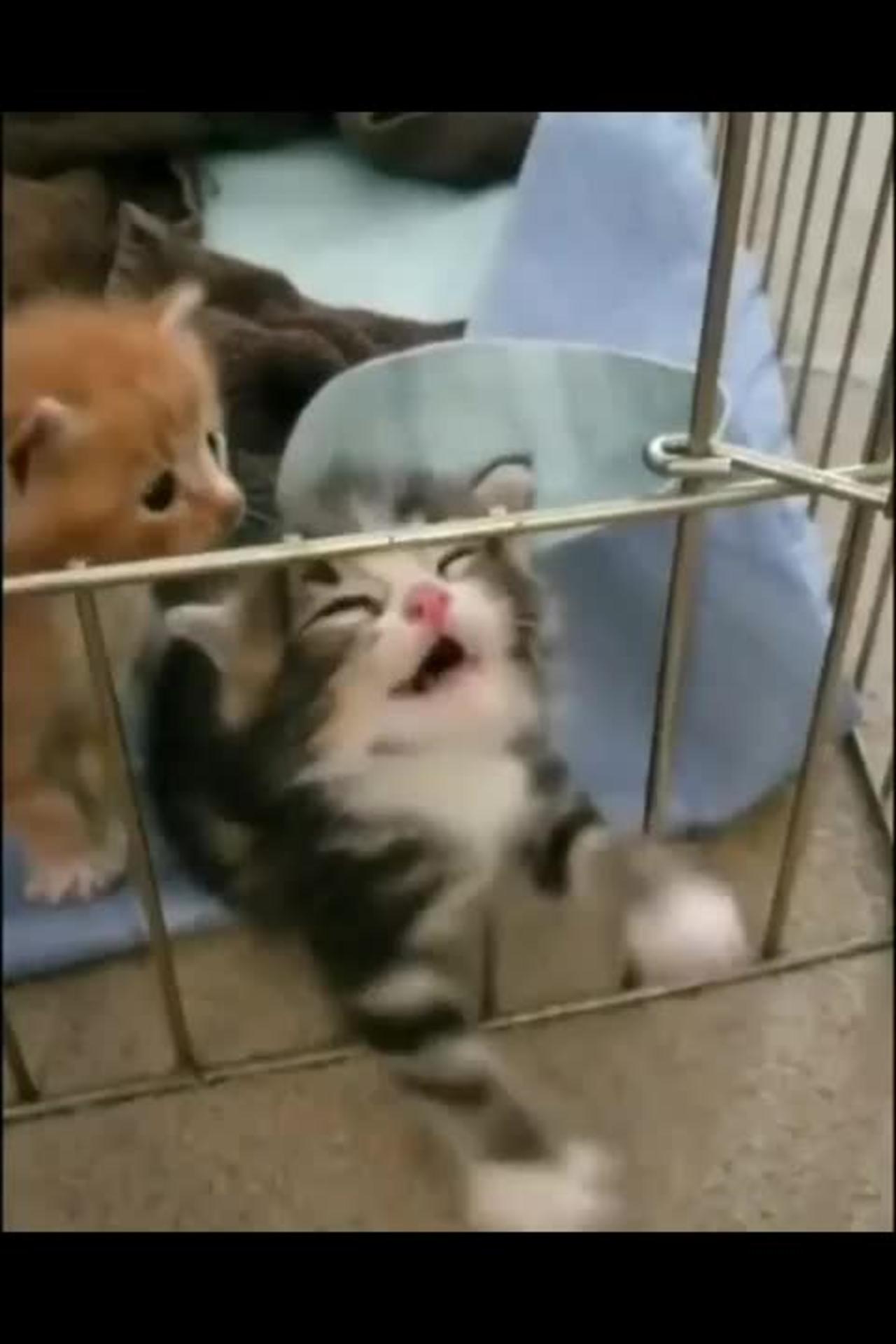 Funny cute cat - One News Page VIDEO