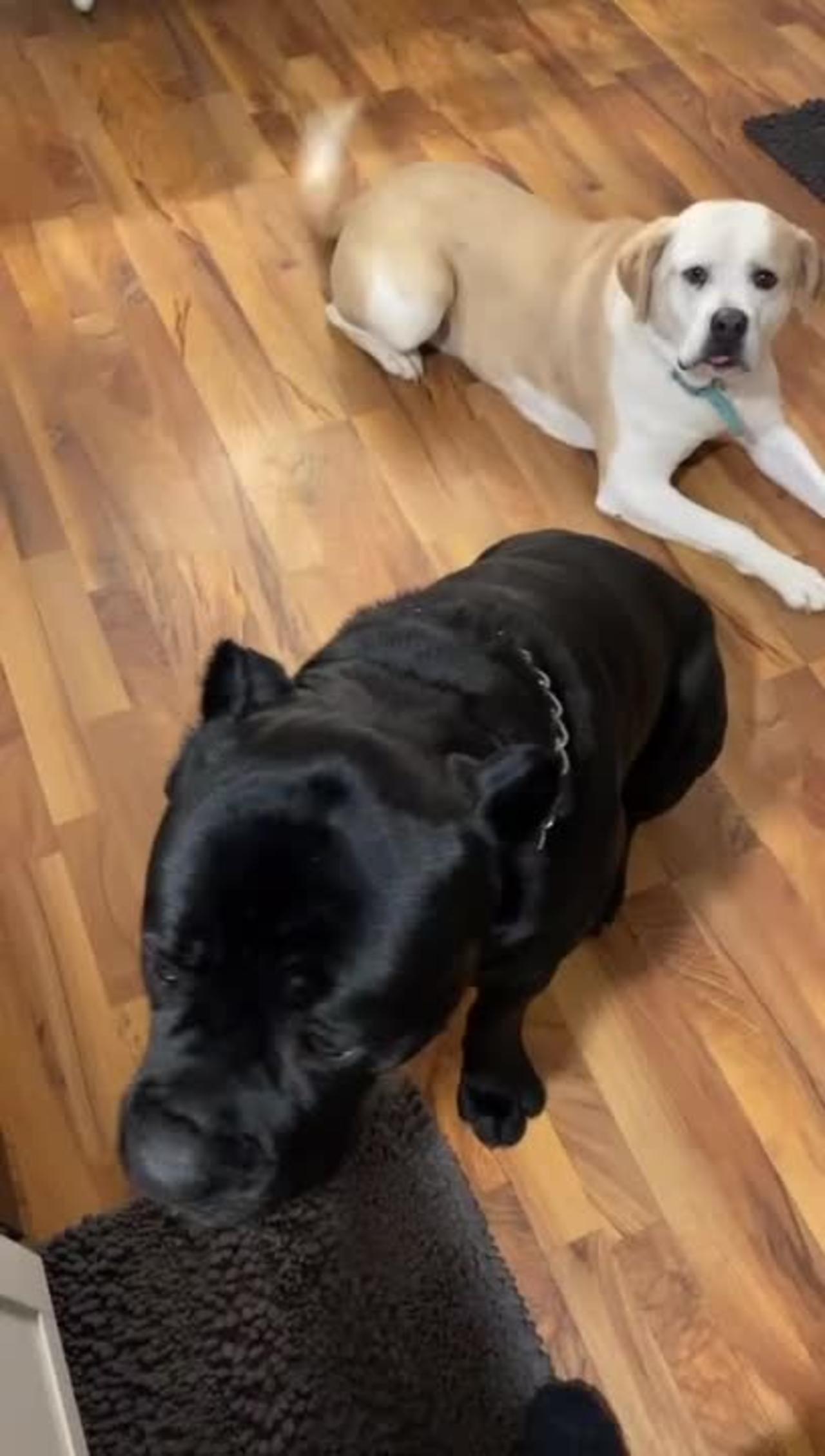 Dog Gulps Down Large Piece of Chicken All at - One News Page VIDEO