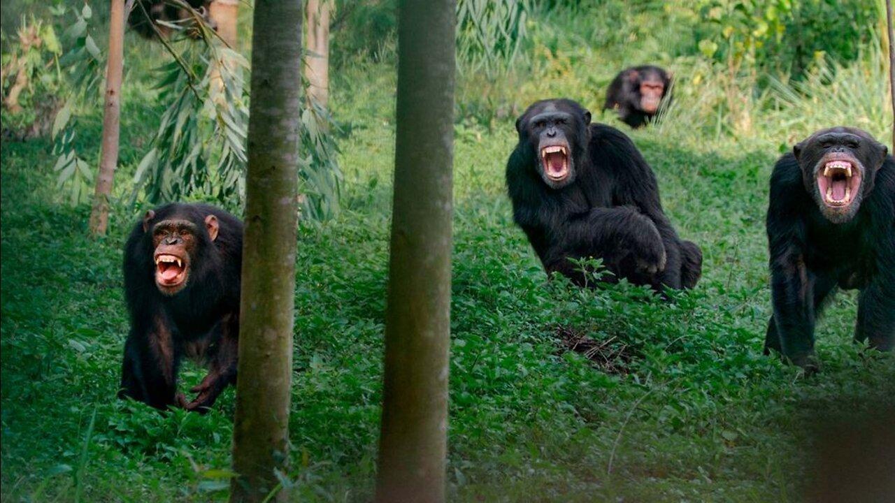 How I Survived a Chimpanzee Attack - One News Page VIDEO