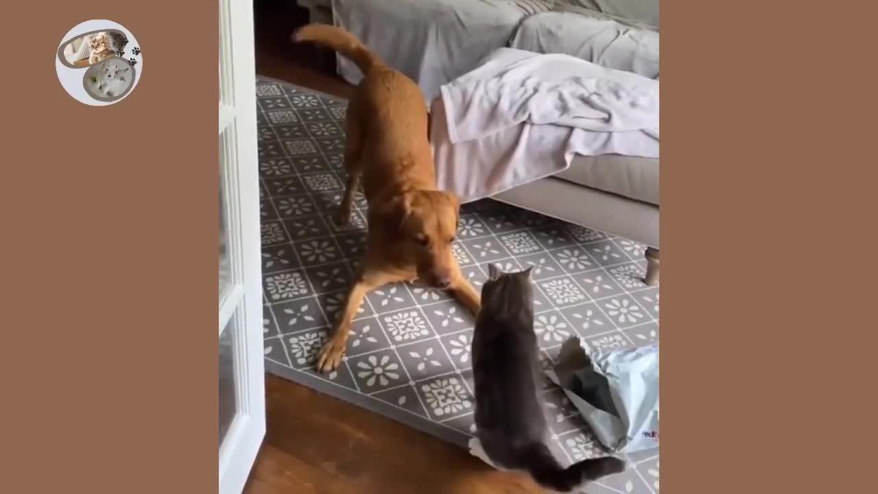 Cats vs Dogs fights funny comp - One News Page VIDEO