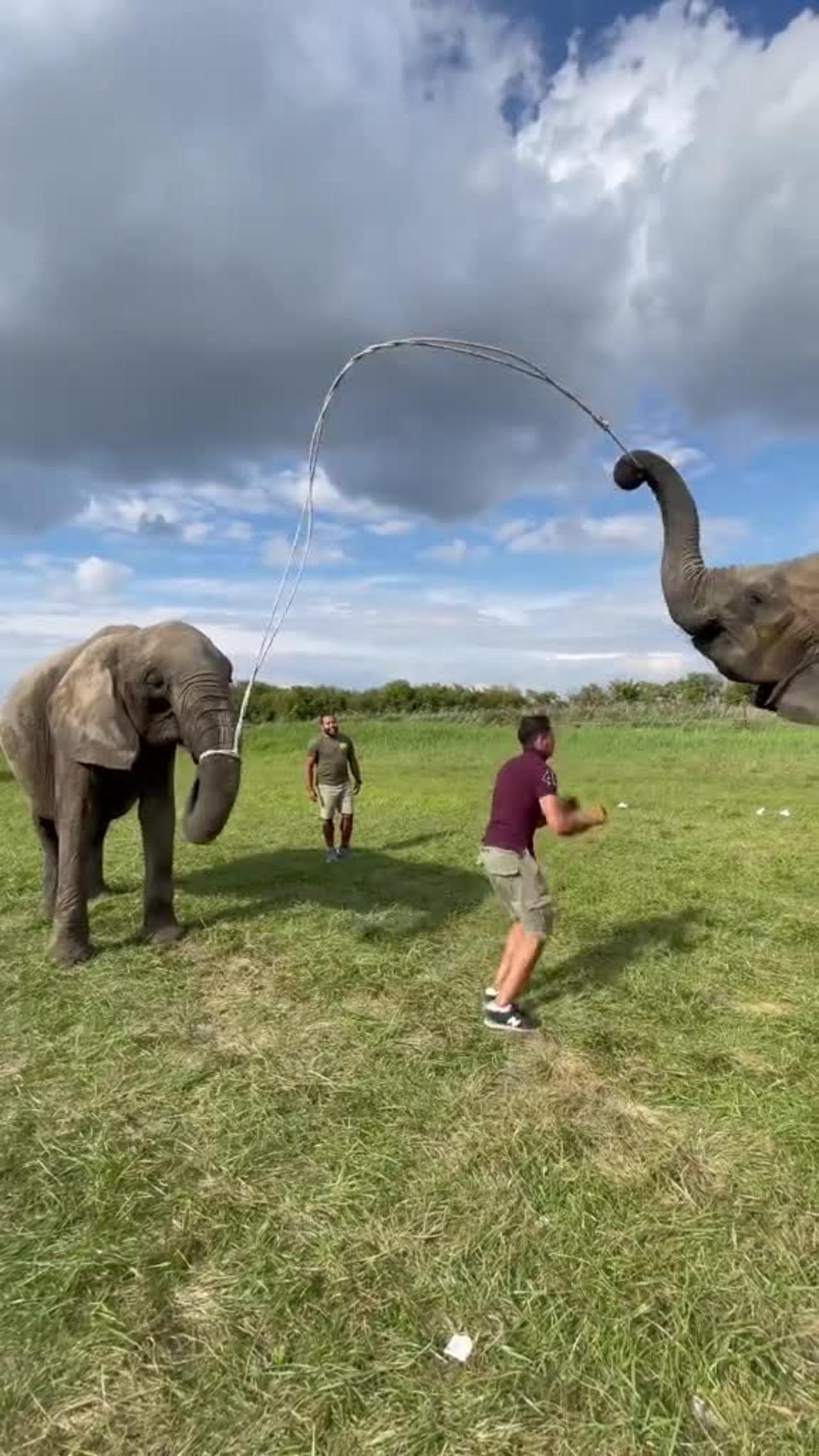 These animals are so incredibly smart and - One News Page VIDEO
