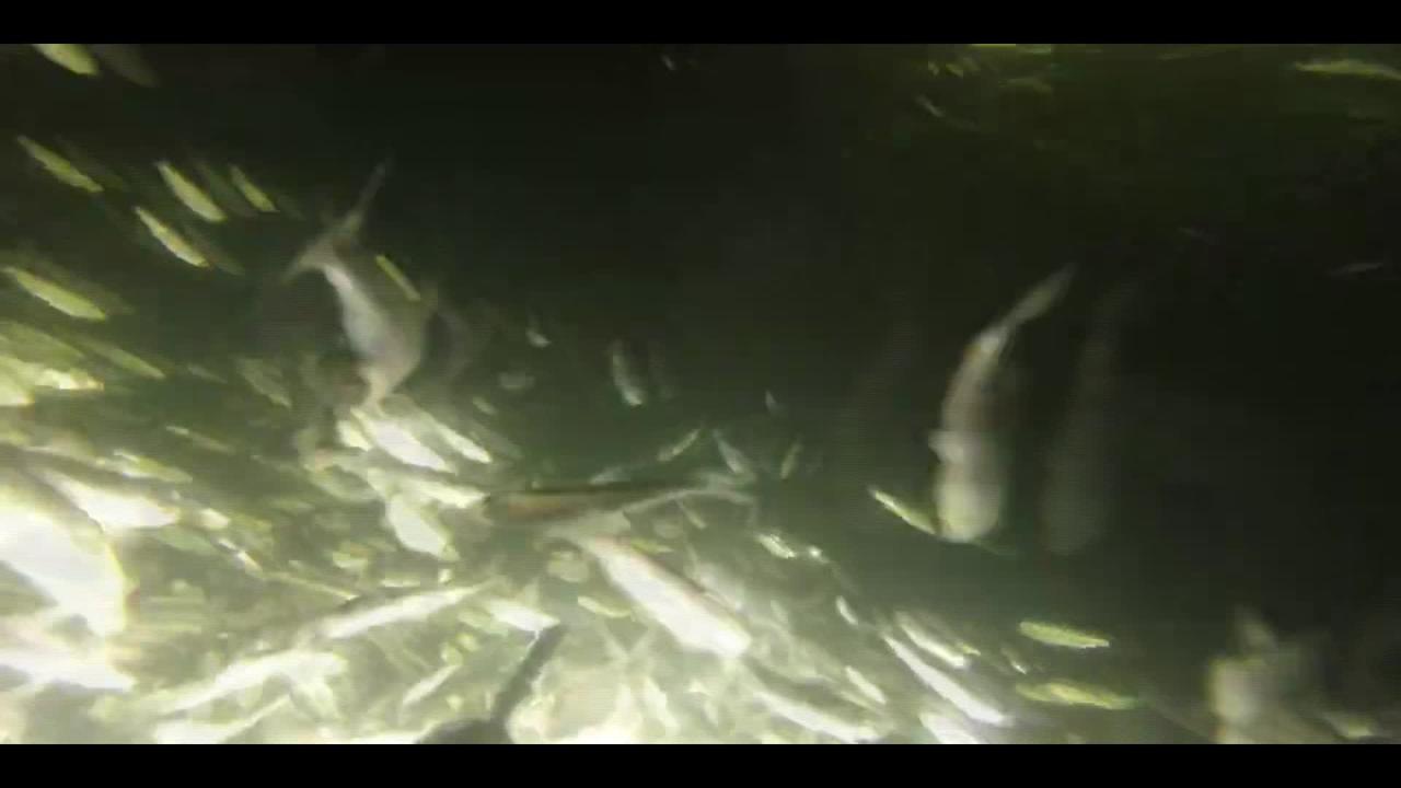 Spearfishing pike, perch, zander. - One News Page VIDEO