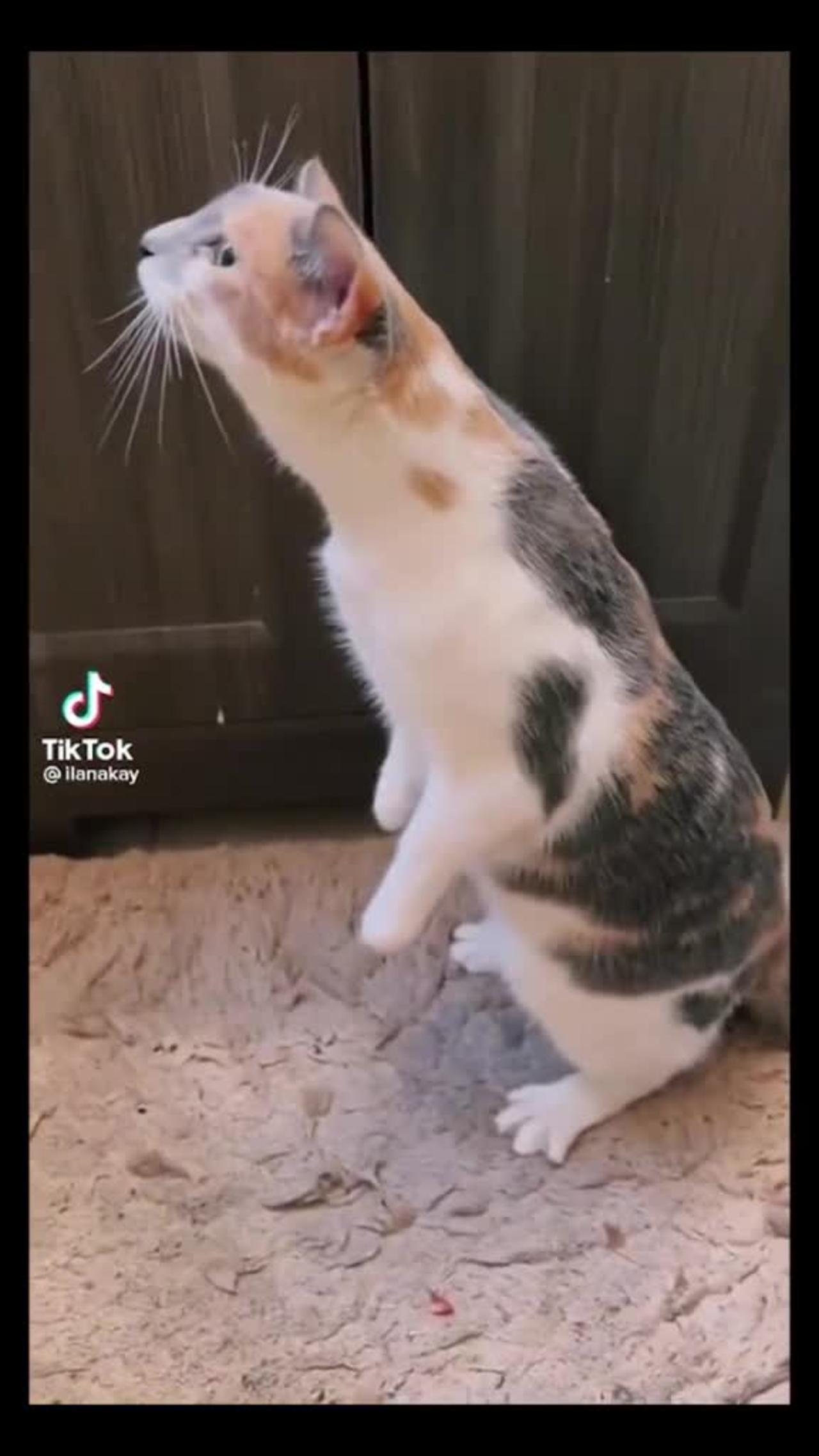 Silly Animals - One News Page VIDEO