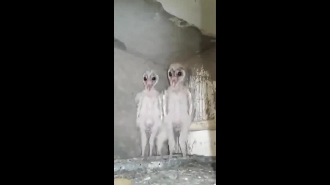 Baby Owls Look Like Aliens! - One News Page VIDEO