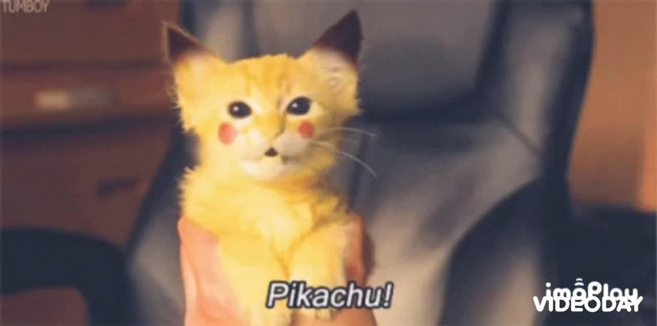 Cute Pikachu Cat Gif - One News Page VIDEO