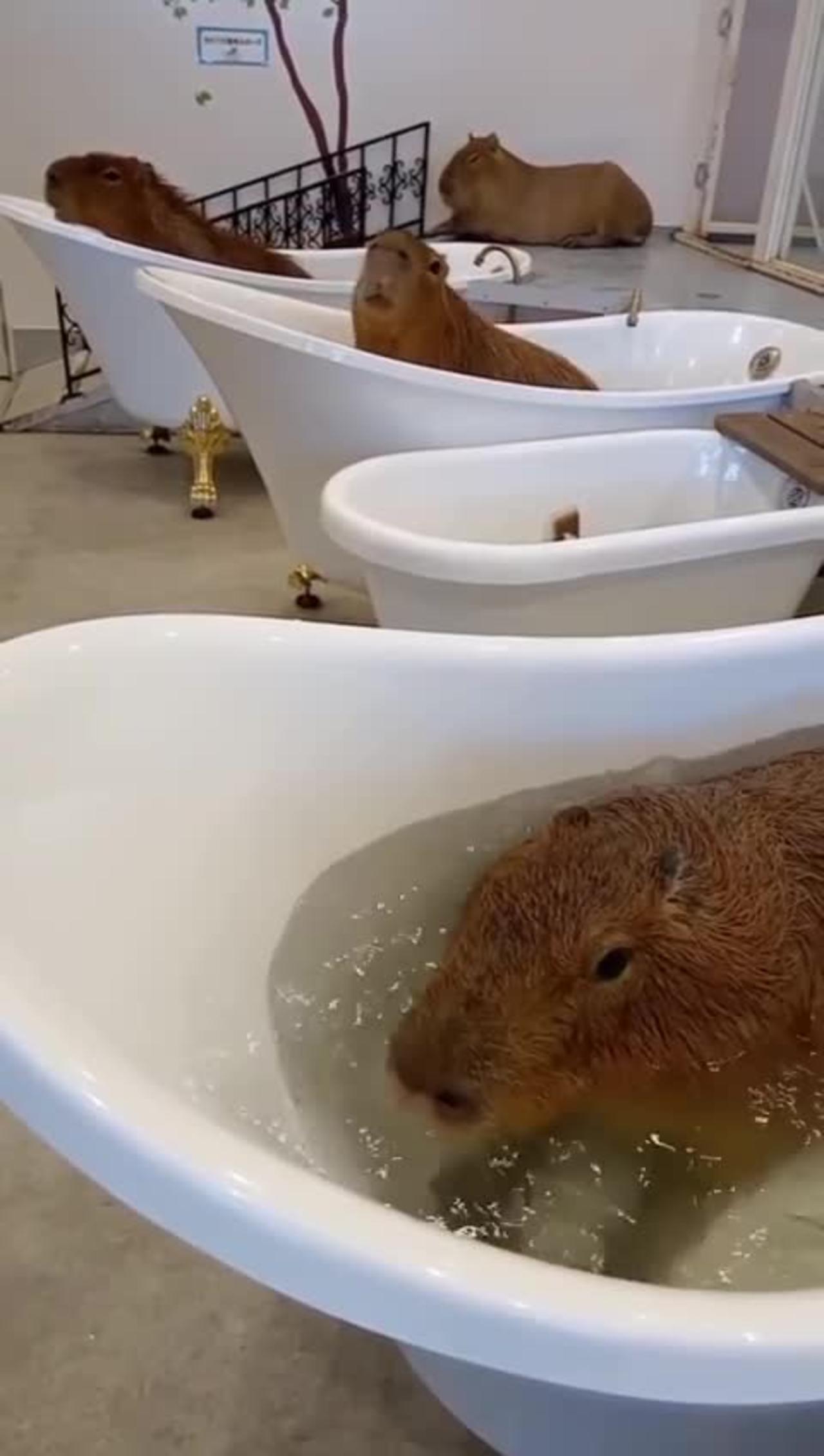 Capybara Family Spa - One News Page VIDEO
