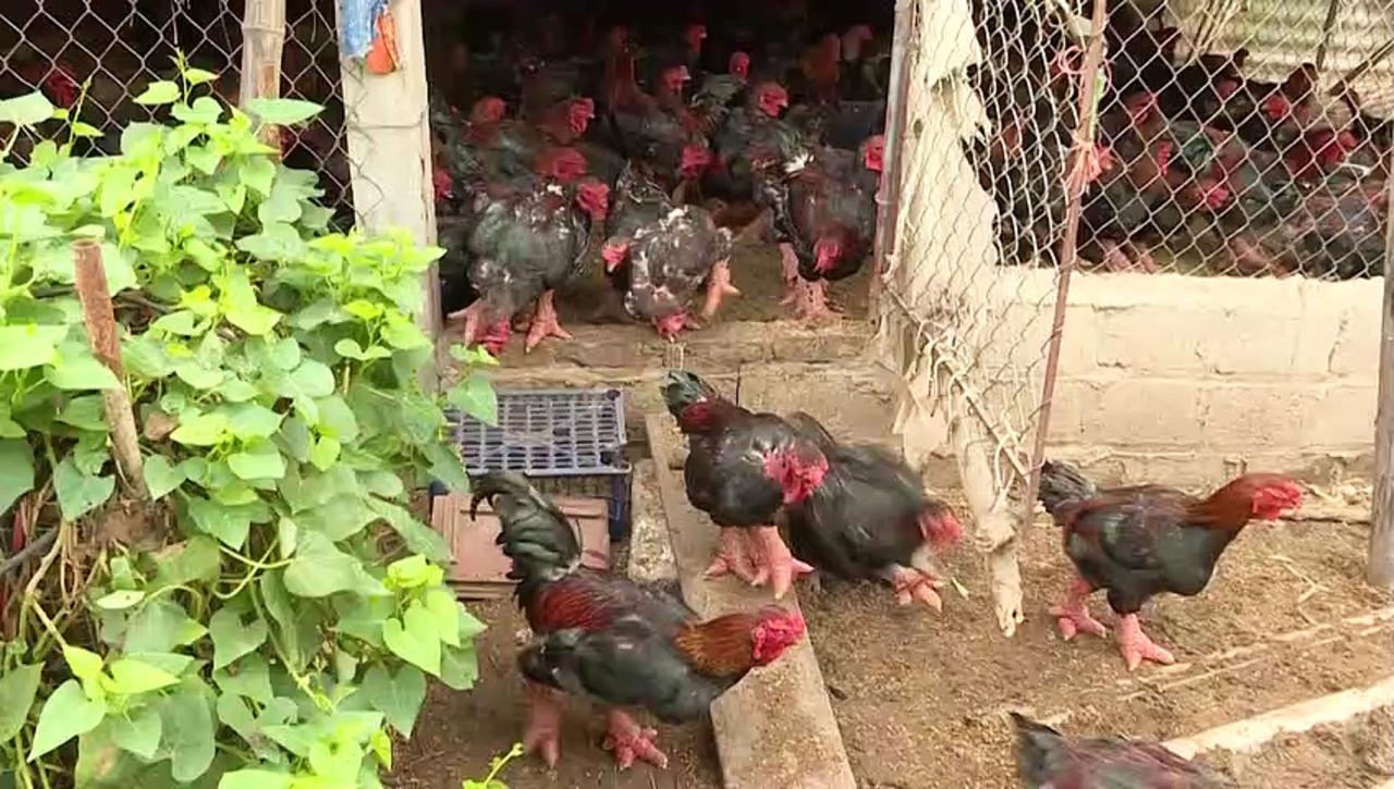 Giant legs of Vietnam's 'dragon chicken' a Lunar - One News Page VIDEO
