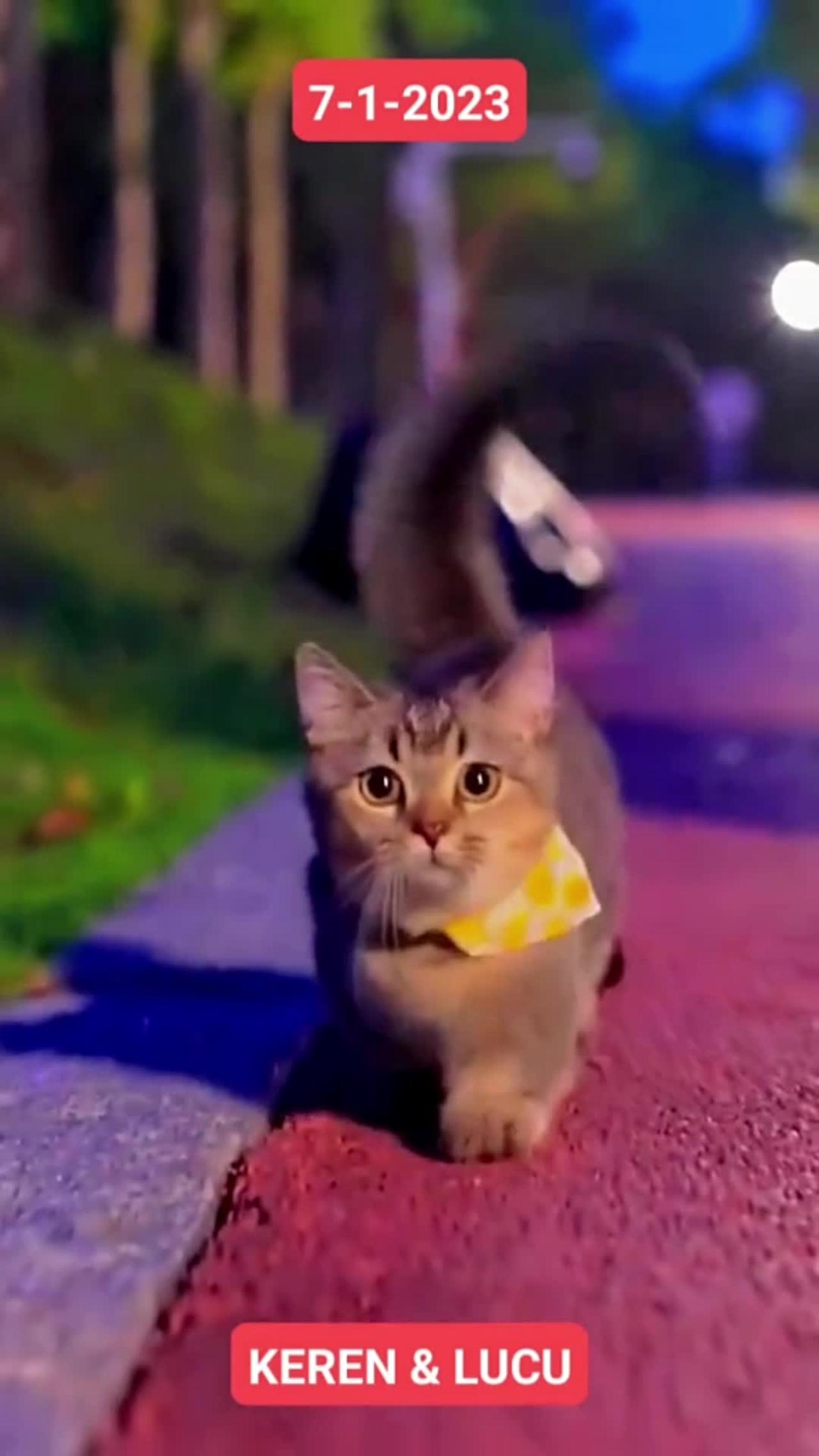 The cat shakes to the rhythm of the music - One News Page VIDEO