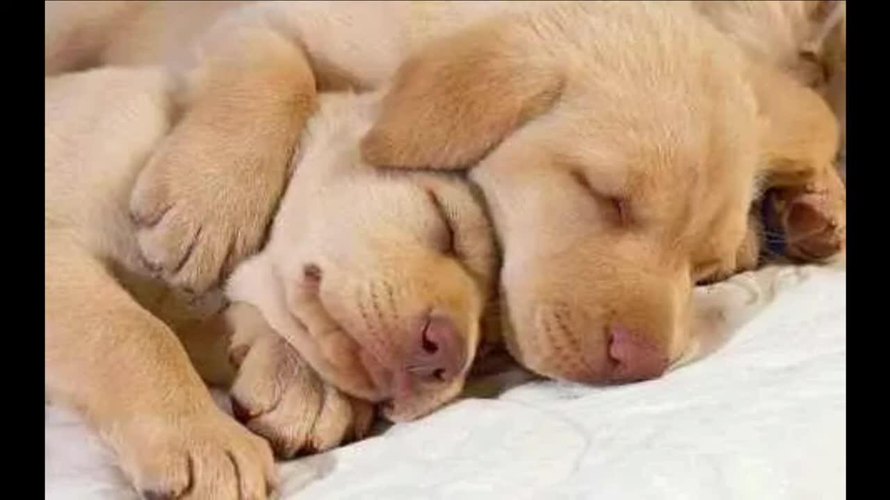 Relaxing Music for Dogs and Cats, Pets, Animal - One News Page VIDEO