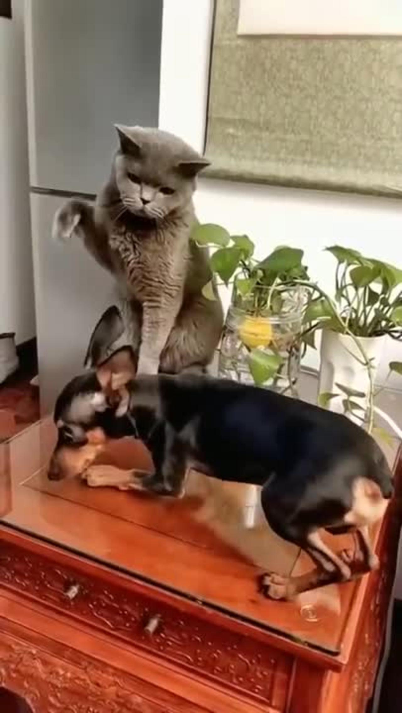 SOO FUNNY fighting cat vs dog - One News Page VIDEO