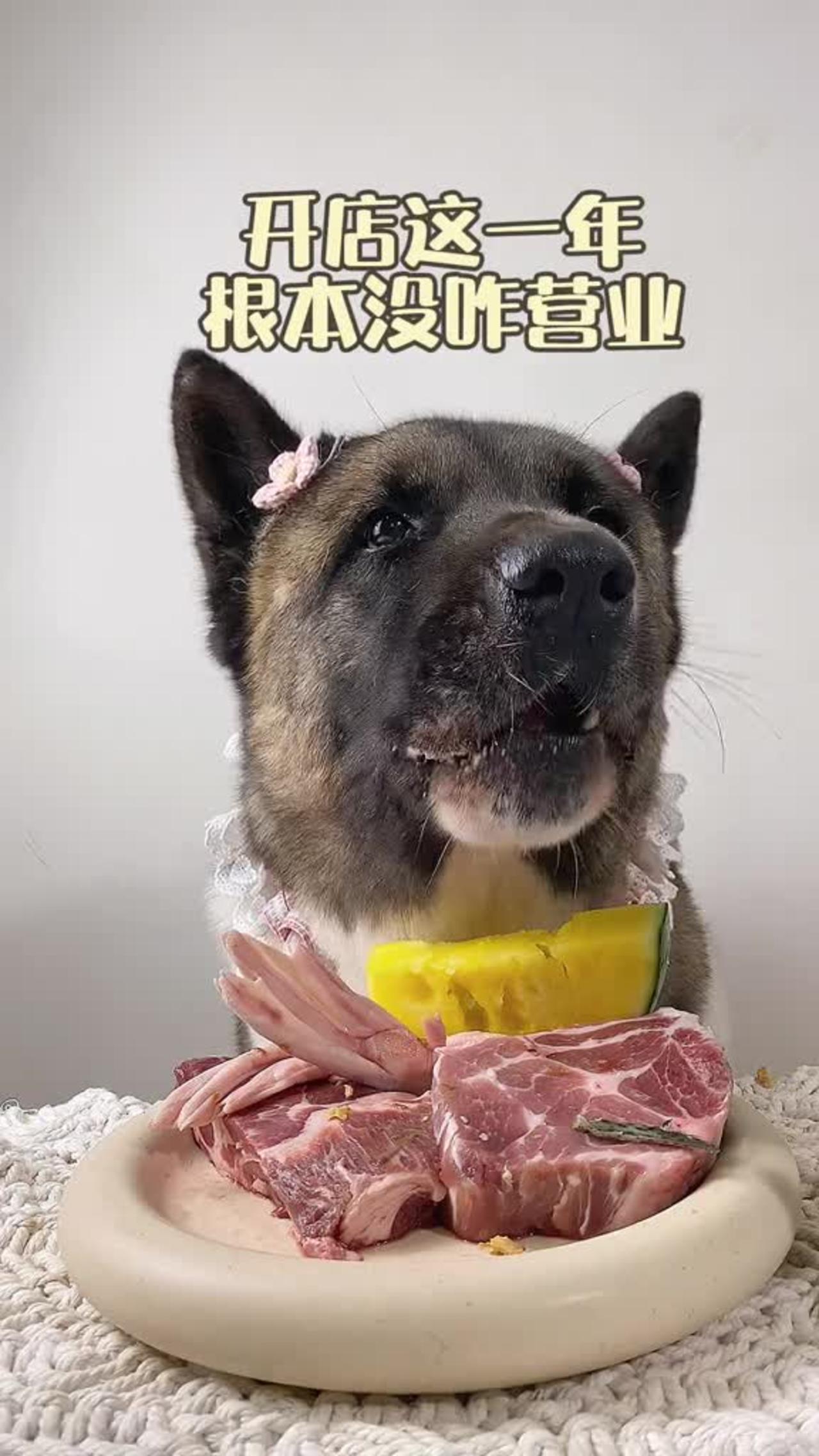 Silly dog = wet garbage processor .mp4 - One News Page VIDEO