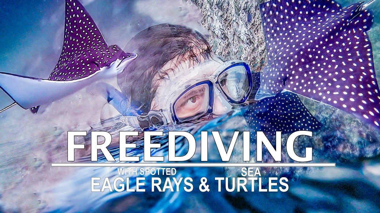 I was FREEDIVING with EAGLE RAYS (How was - One News Page VIDEO