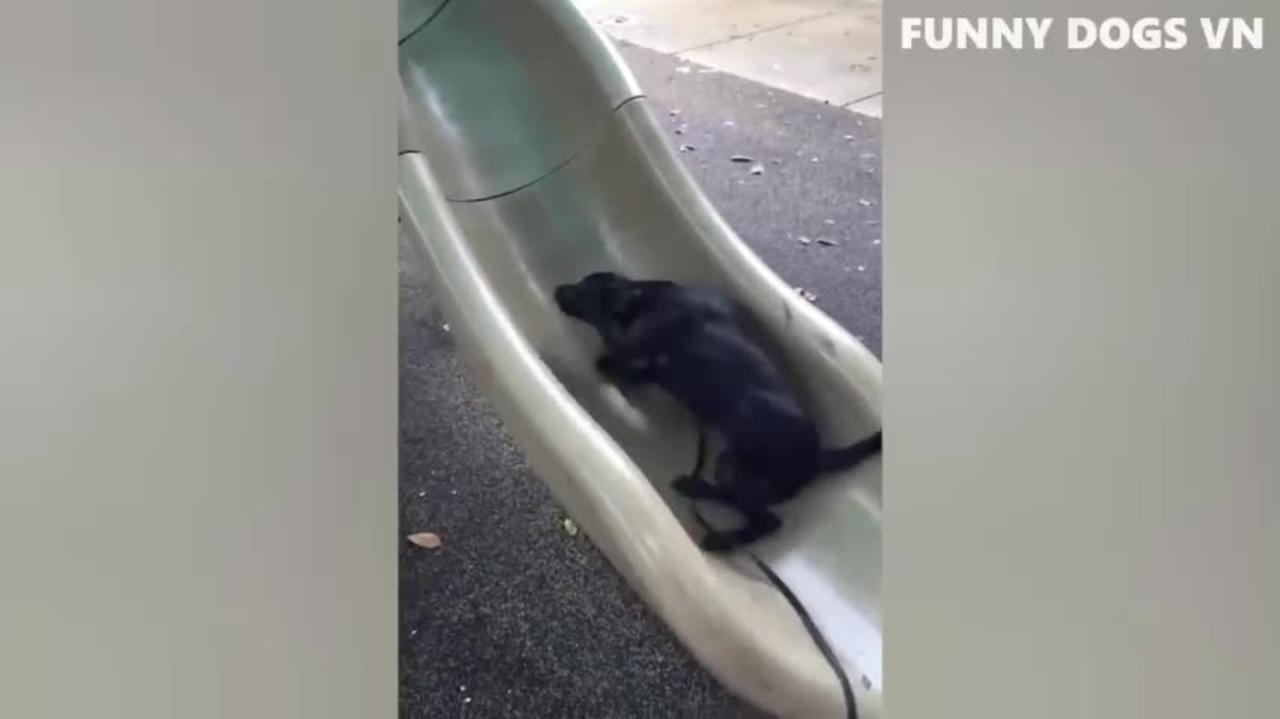 Funny and crazy dogs - One News Page VIDEO