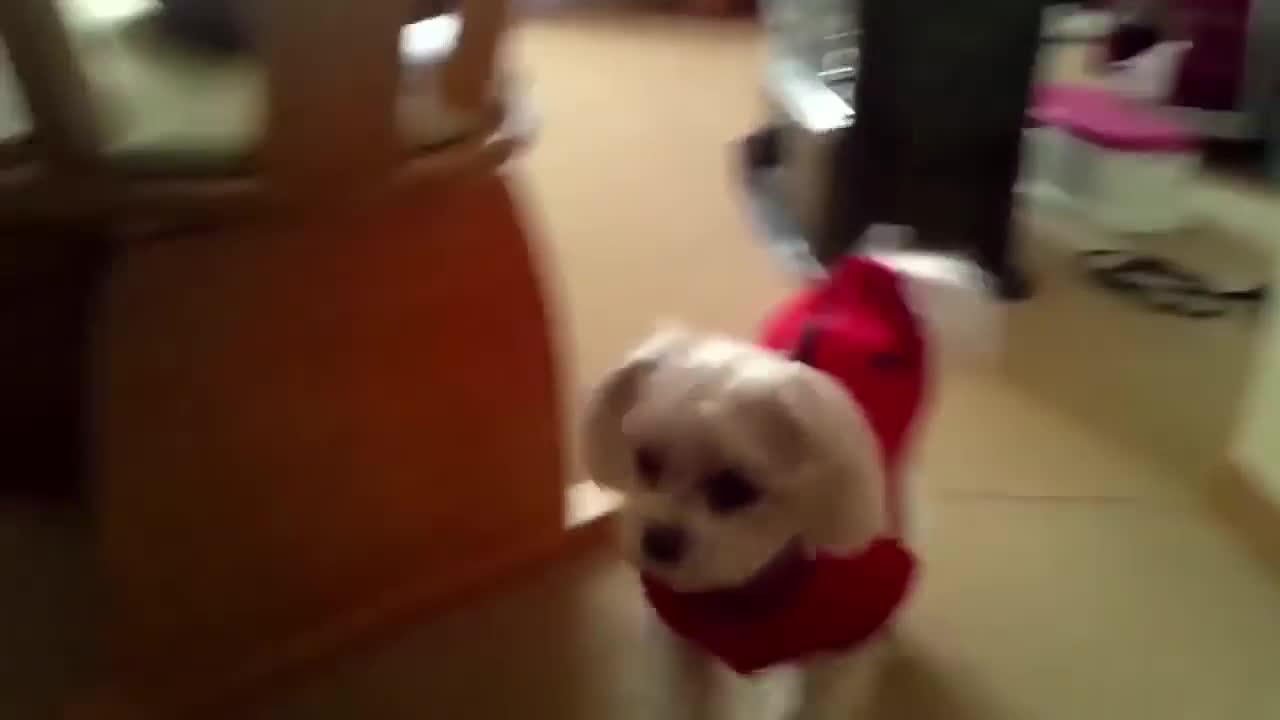 Funny Dog 🦮Barking videos Compilation -part 2 - One News Page VIDEO