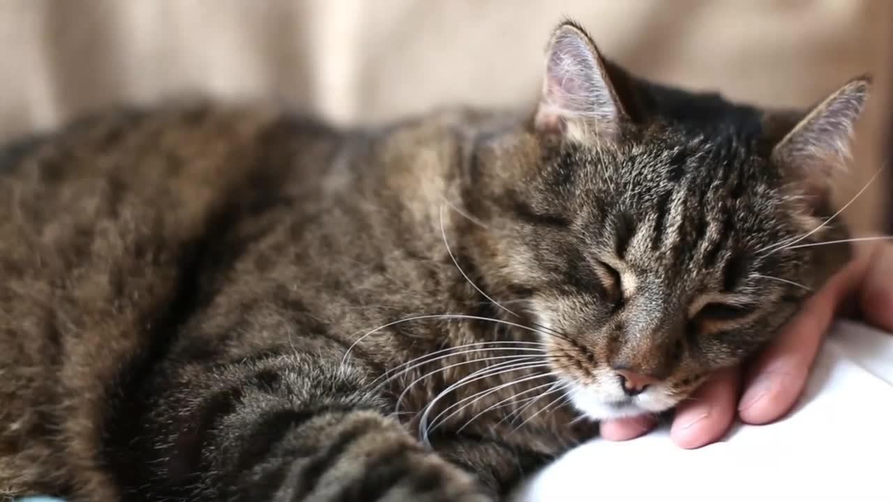 Adorable Kitten Compilation_ The Cutest Cat - One News Page VIDEO