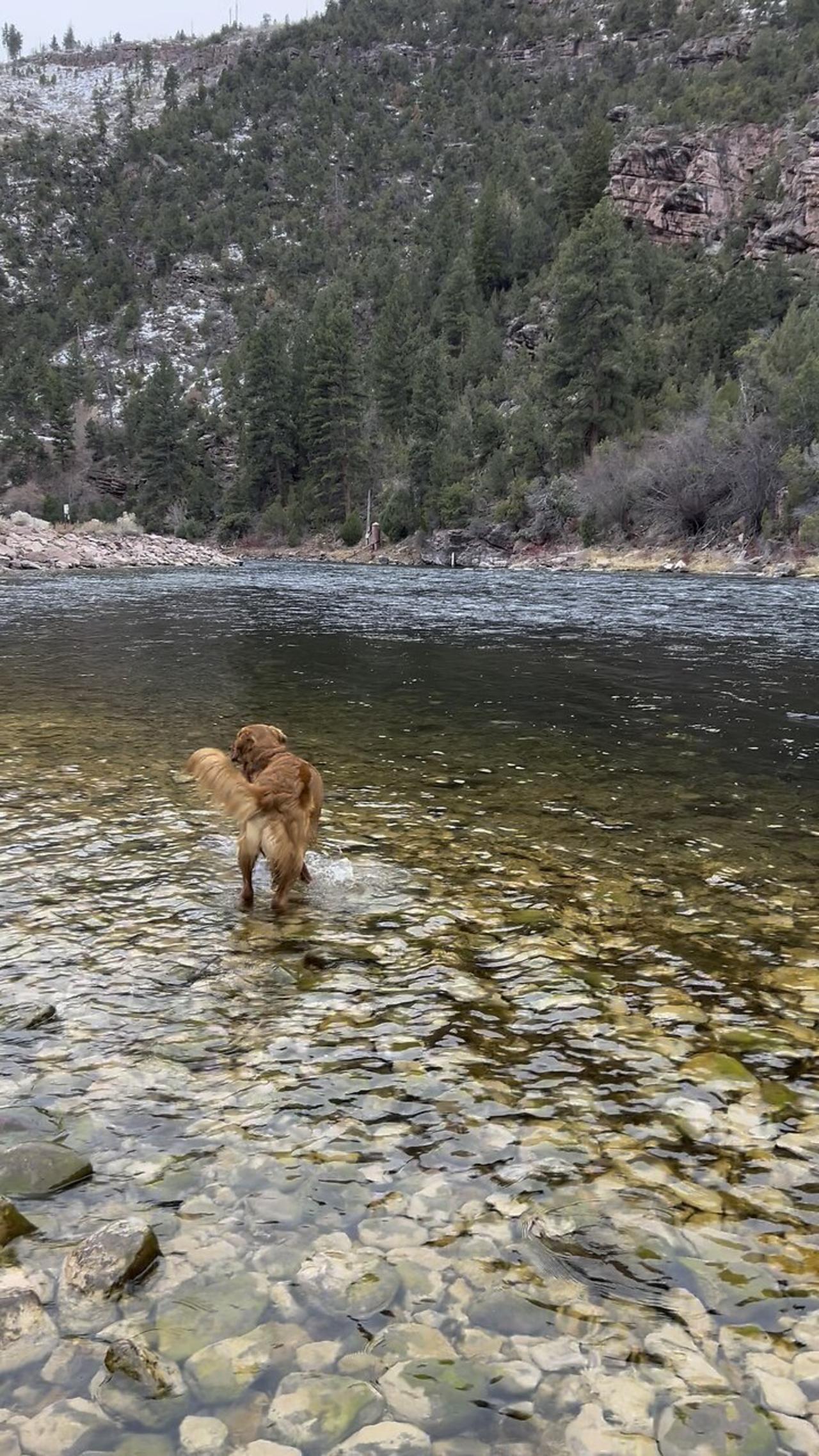 Golden retriever dog swims at the river. - One News Page VIDEO