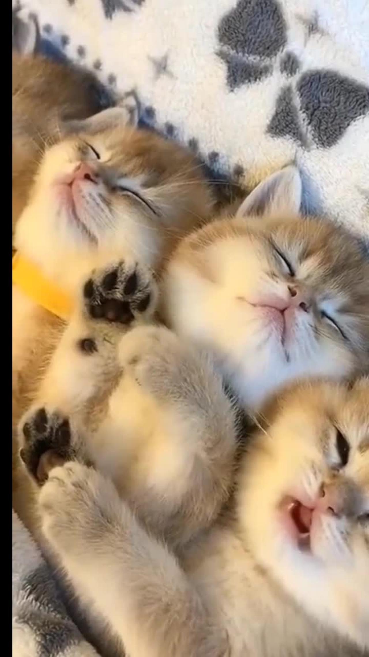Cutie cat 🐱 - One News Page VIDEO