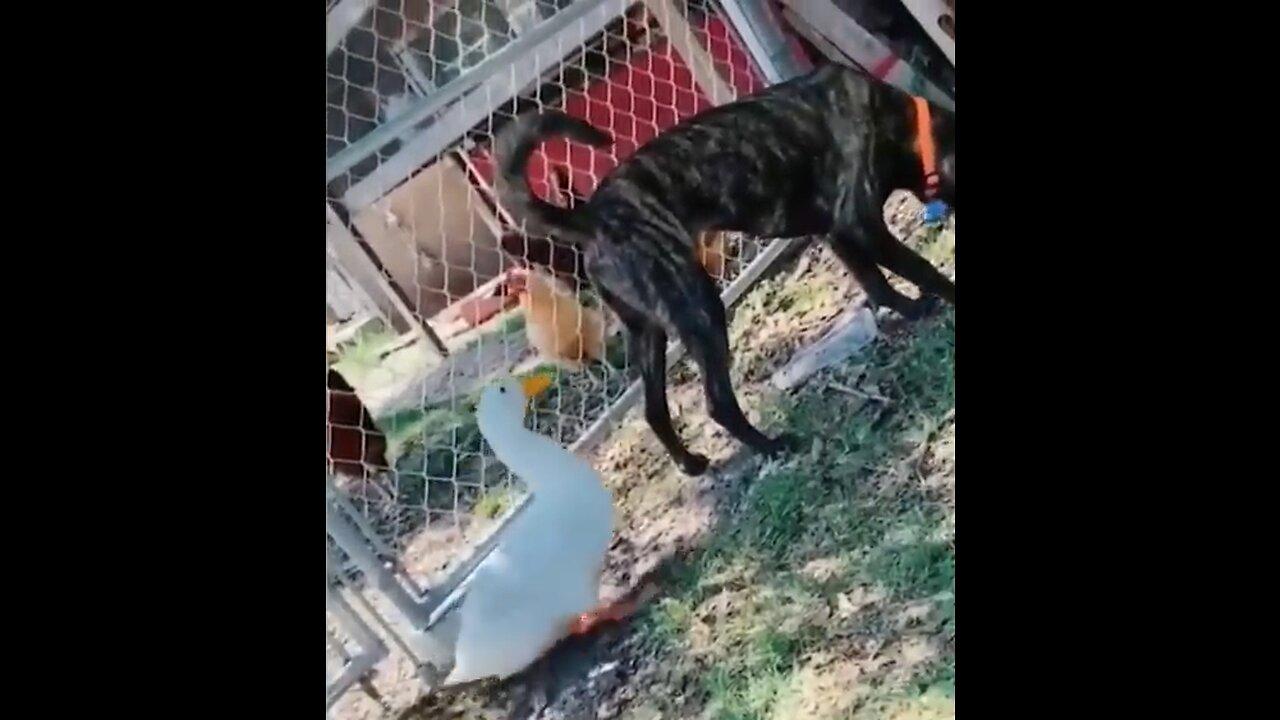 Unleashed Laughter: The Funniest Animal Videos - One News Page VIDEO