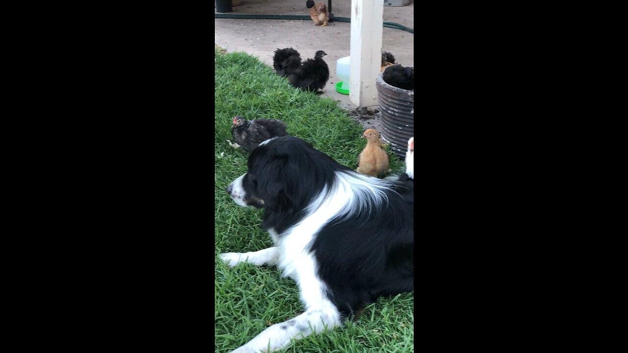 Border Collie & Chickens - One News Page VIDEO