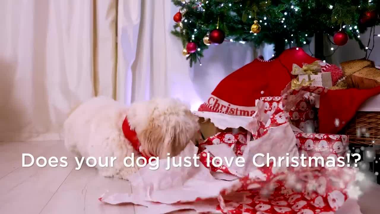 Funny dog - One News Page VIDEO